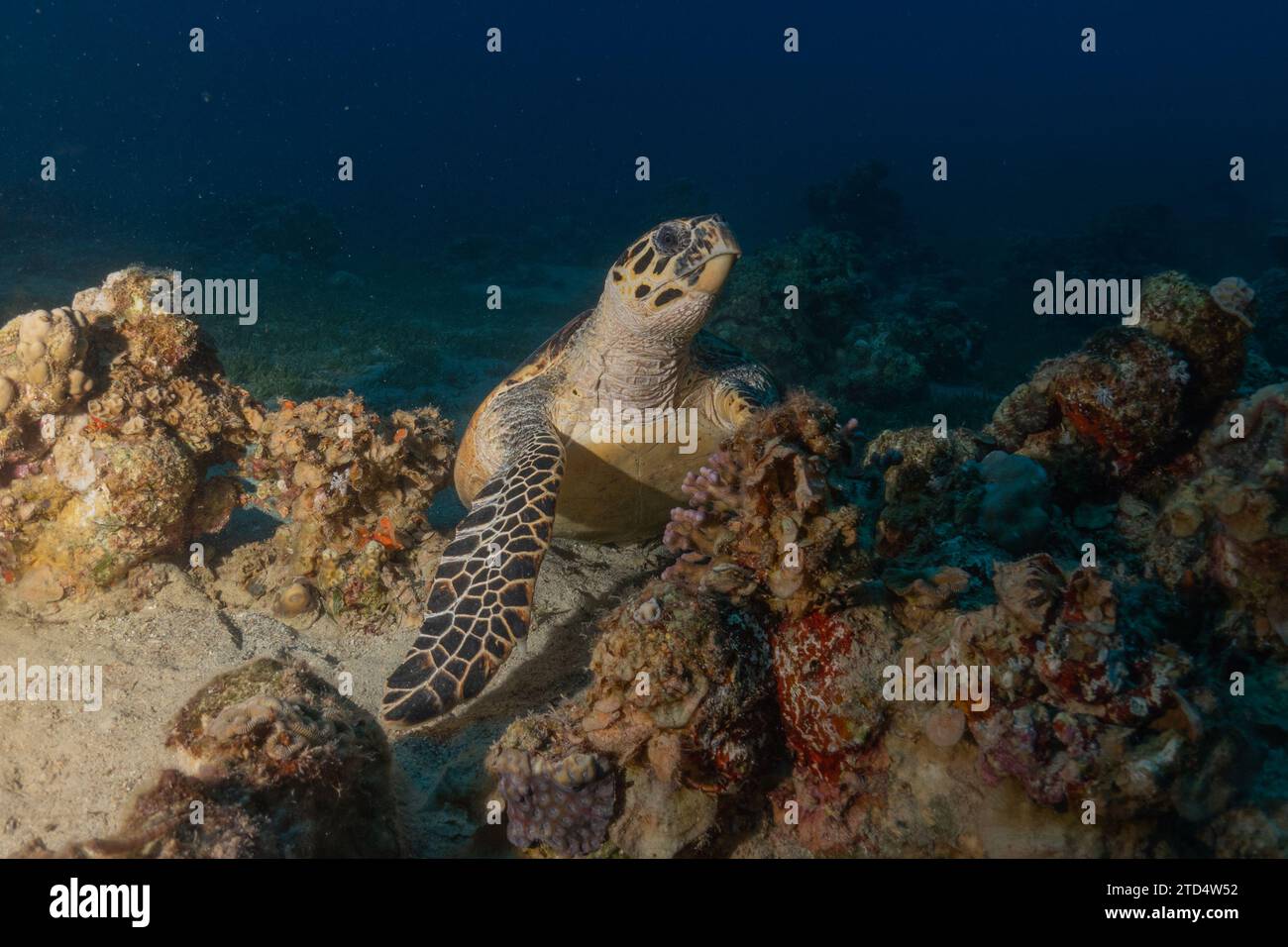 Hawksbill sea turtle in the Red Sea, Eilat Israel Stock Photo - Alamy