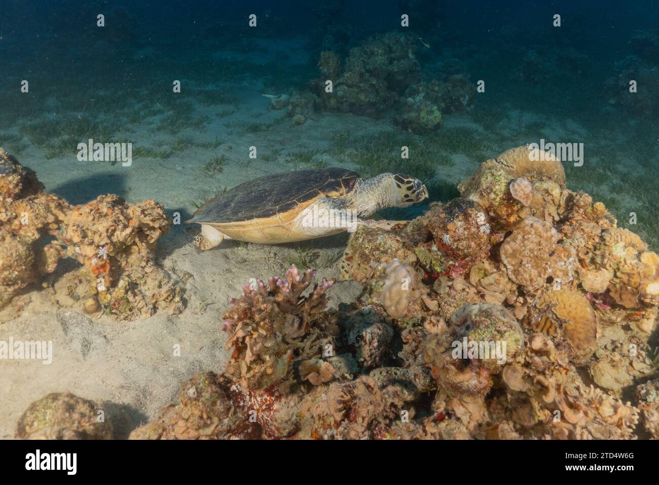 Hawksbill sea turtle in the Red Sea, Eilat Israel Stock Photo - Alamy