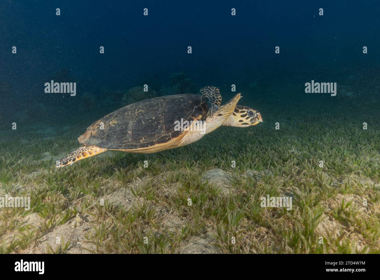 Hawksbill sea turtle in the Red Sea, Eilat Israel Stock Photo - Alamy