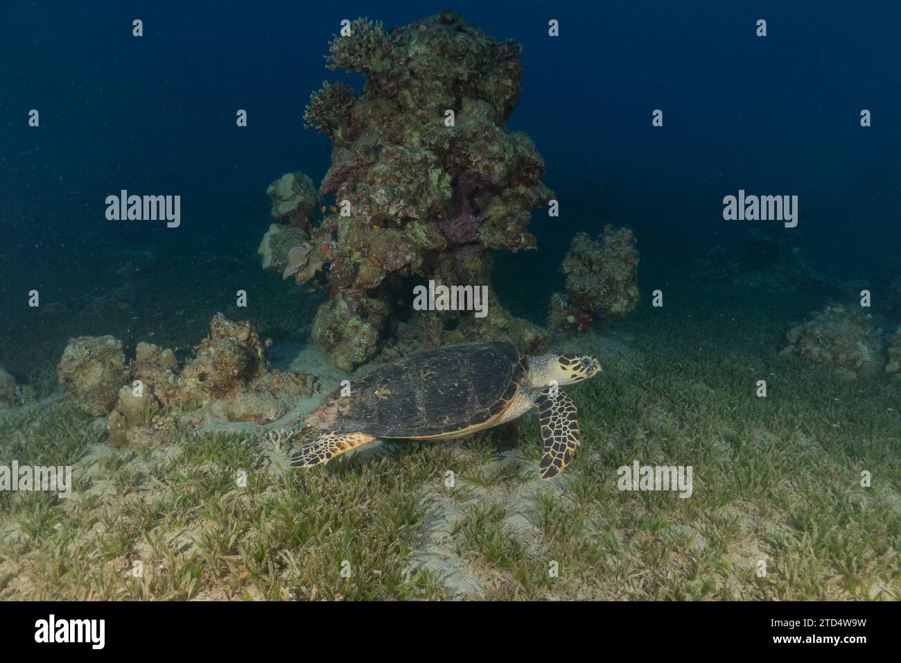 Hawksbill sea turtle in the Red Sea, Eilat Israel Stock Photo - Alamy