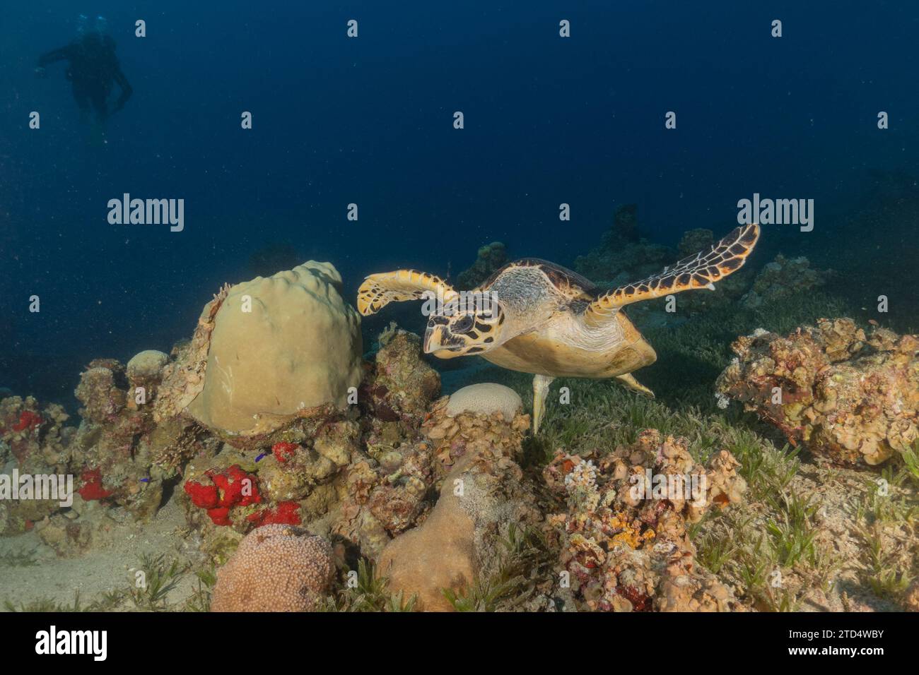Hawksbill sea turtle in the Red Sea, Eilat Israel Stock Photo - Alamy