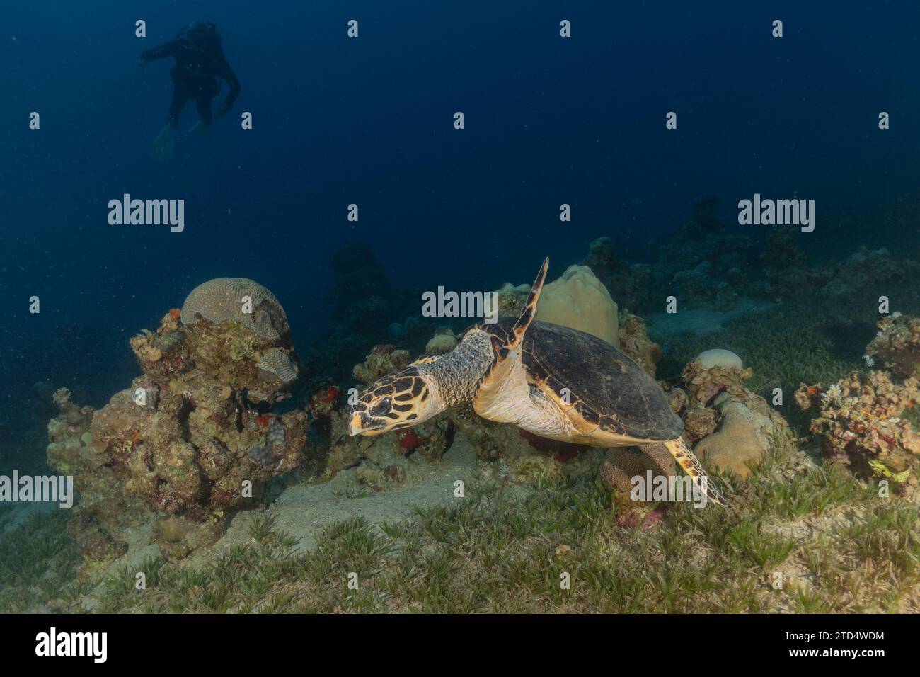 Hawksbill sea turtle in the Red Sea, Eilat Israel Stock Photo - Alamy