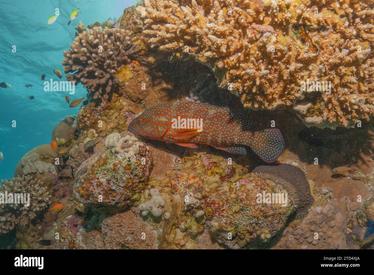 Fish swimming in the Red Sea, colorful fish, Eilat Israel Stock Photo ...
