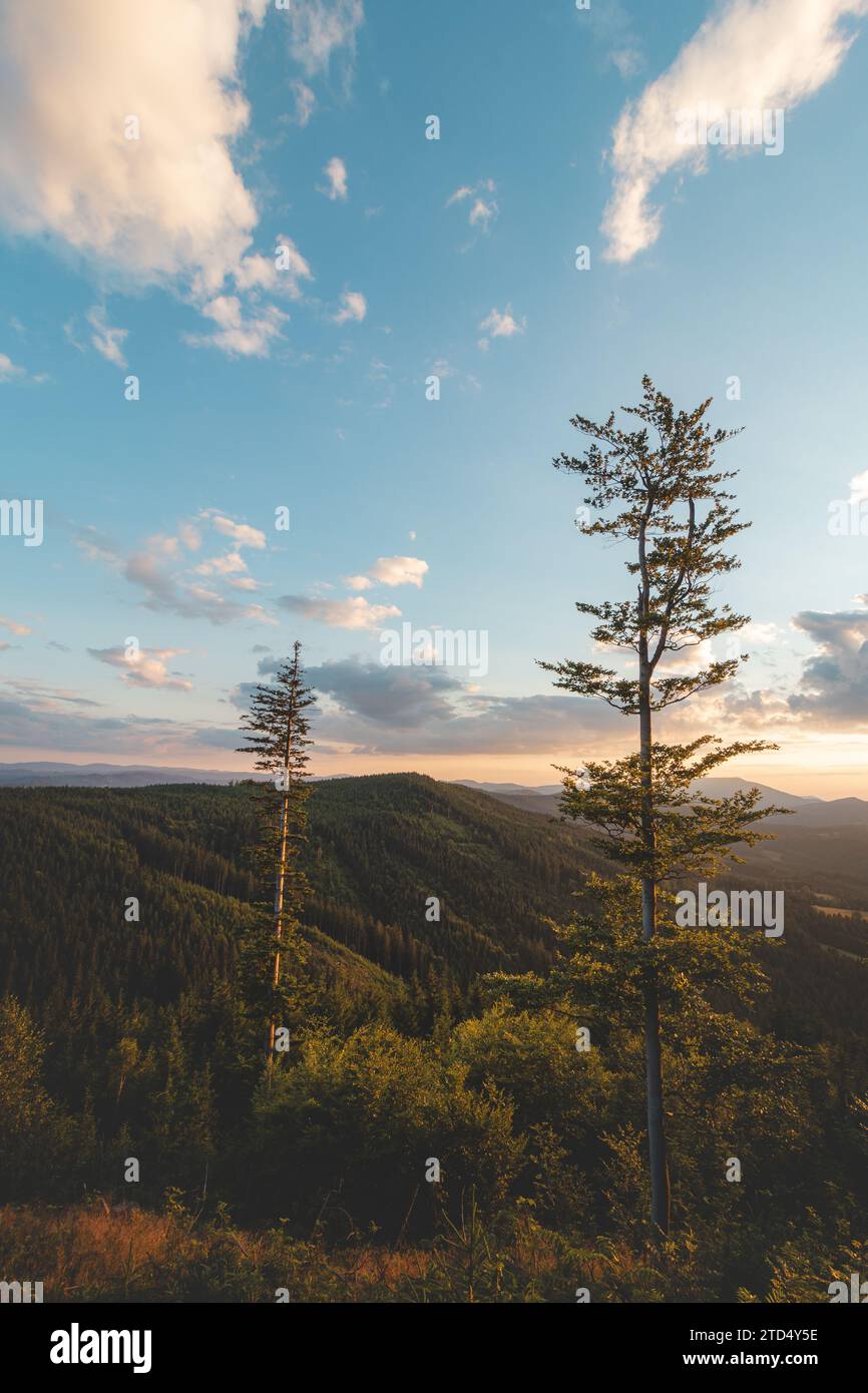 Wild untouched jungle illuminated by sunset in Beskydy mountains, Czech ...