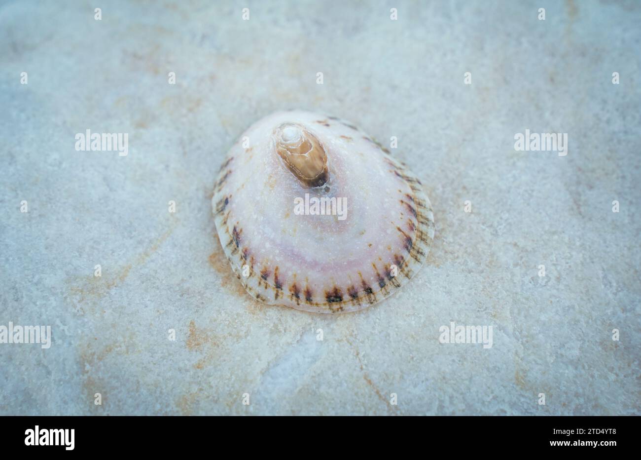 Limpet shell hi-res stock photography and images - Alamy