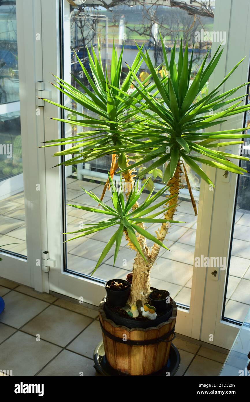 yucca palm tree in a winter garden Stock Photo - Alamy