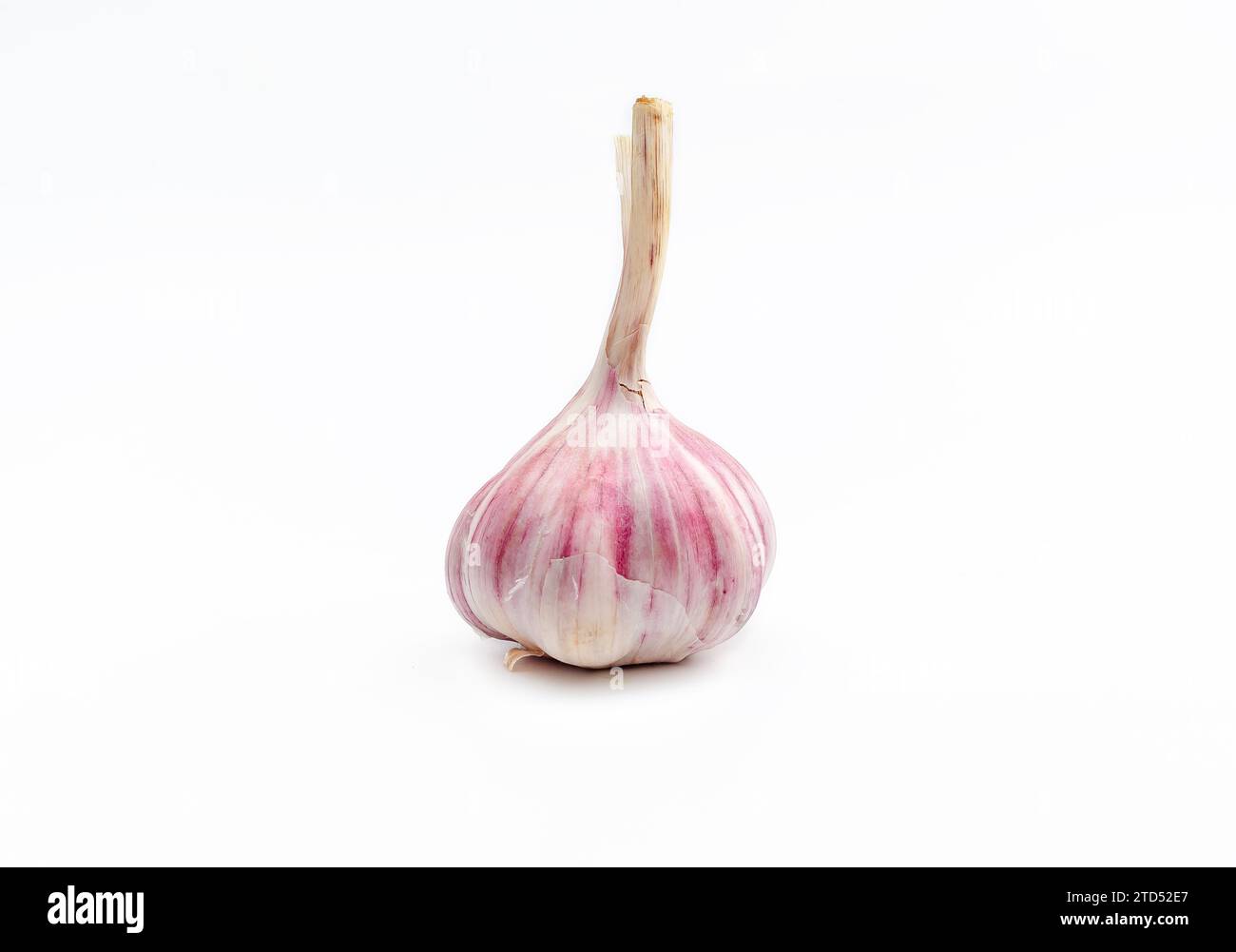 One head of raw garlic on white background. Garlic close up isolated ...