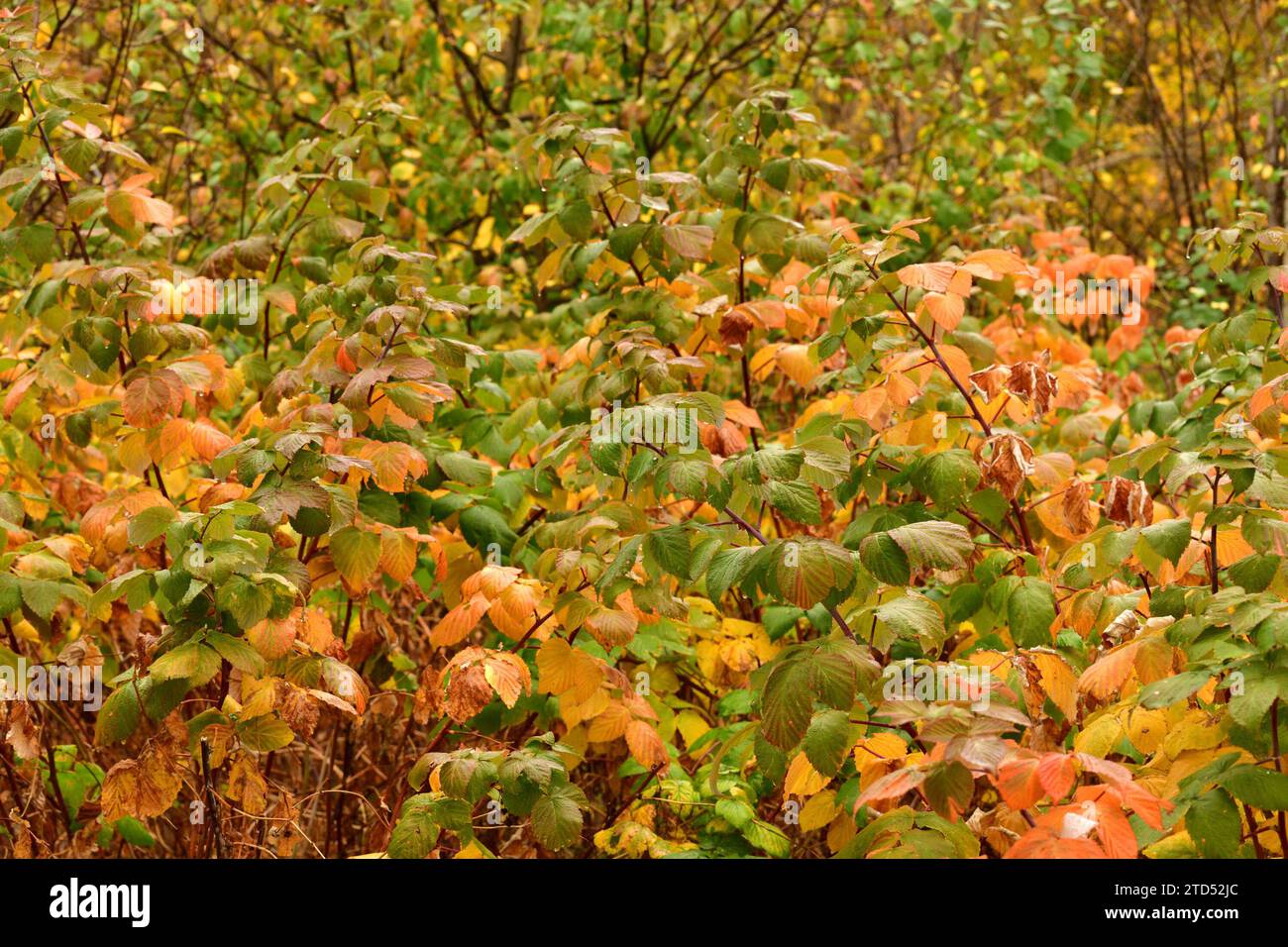 Autumn garden with raspberry bushes wet from the rain Stock Photo - Alamy