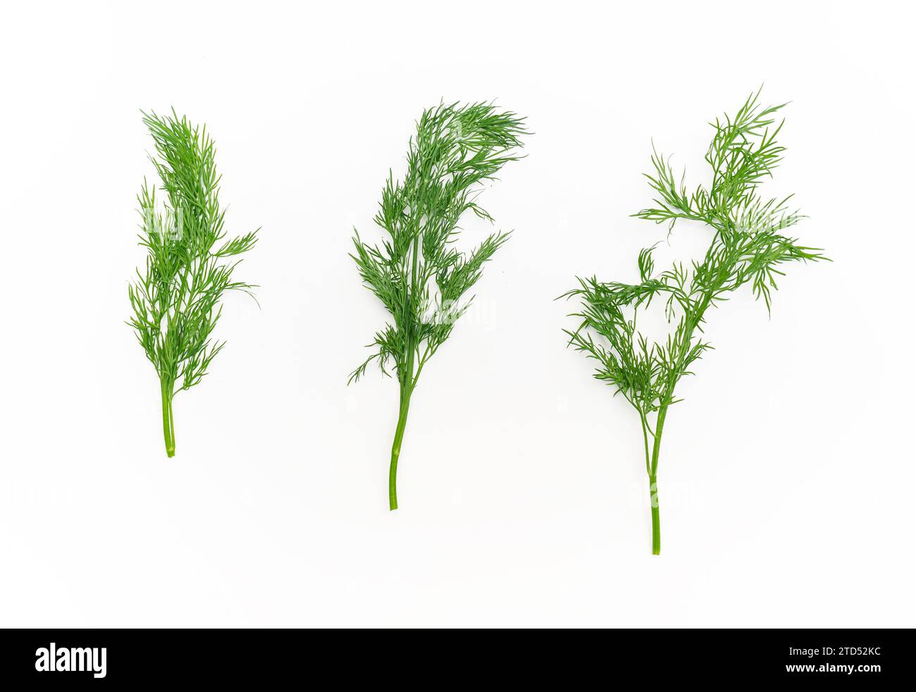Three sprigs of green fresh dill on white background isolated. Greens ...