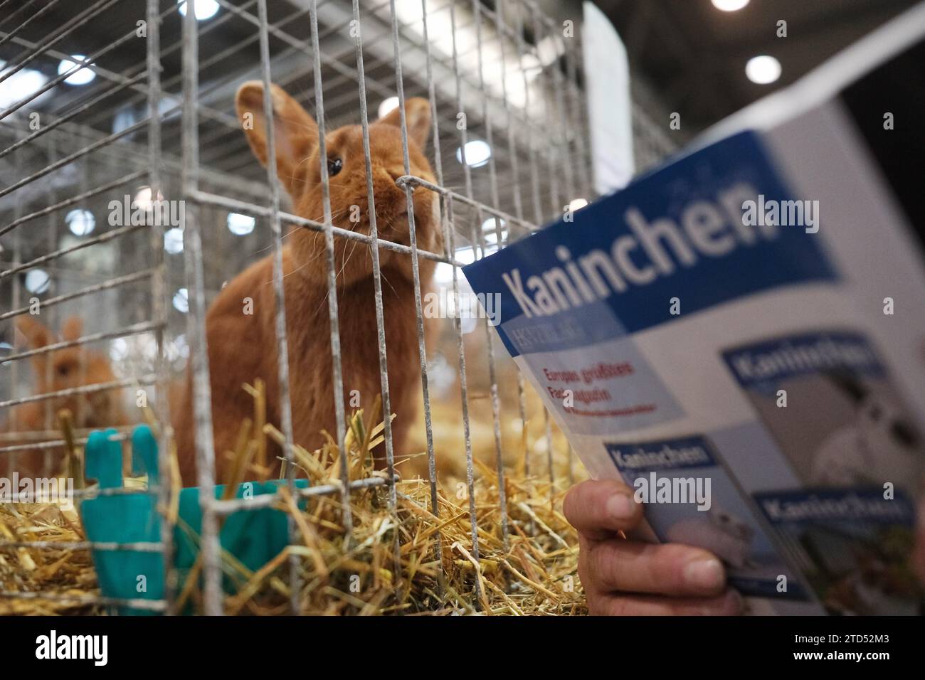 16 December 2023, Saxony, Leipzig: A rabbit of the "Sachsengold" breed ...