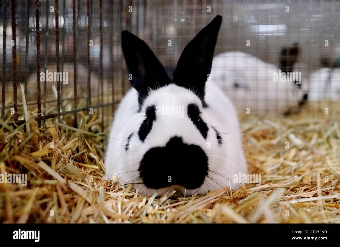 Californian rabbit hi-res stock photography and images - Alamy
