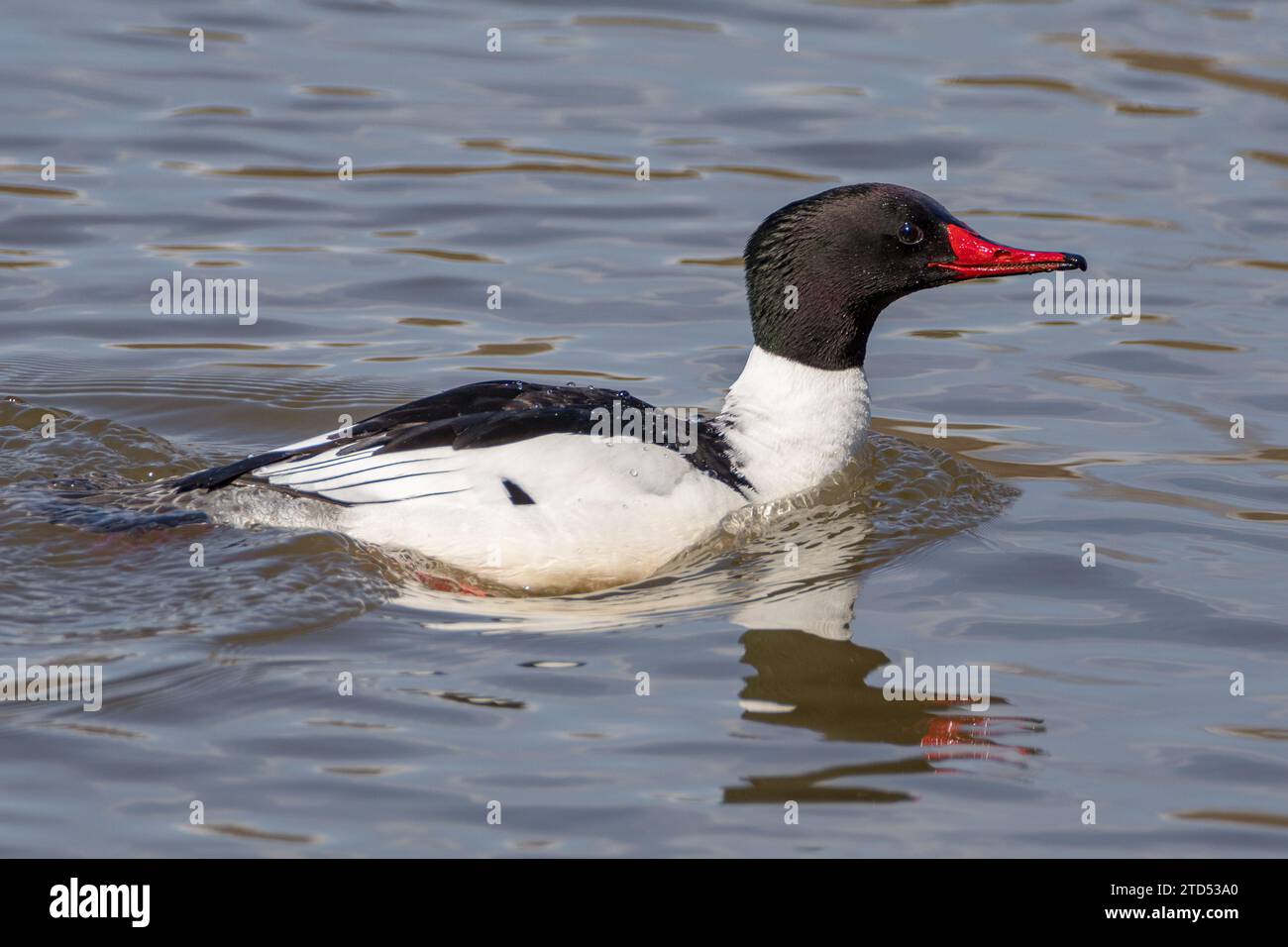 Closeup of Common Merganser duck swimming on a lake Stock Photo - Alamy