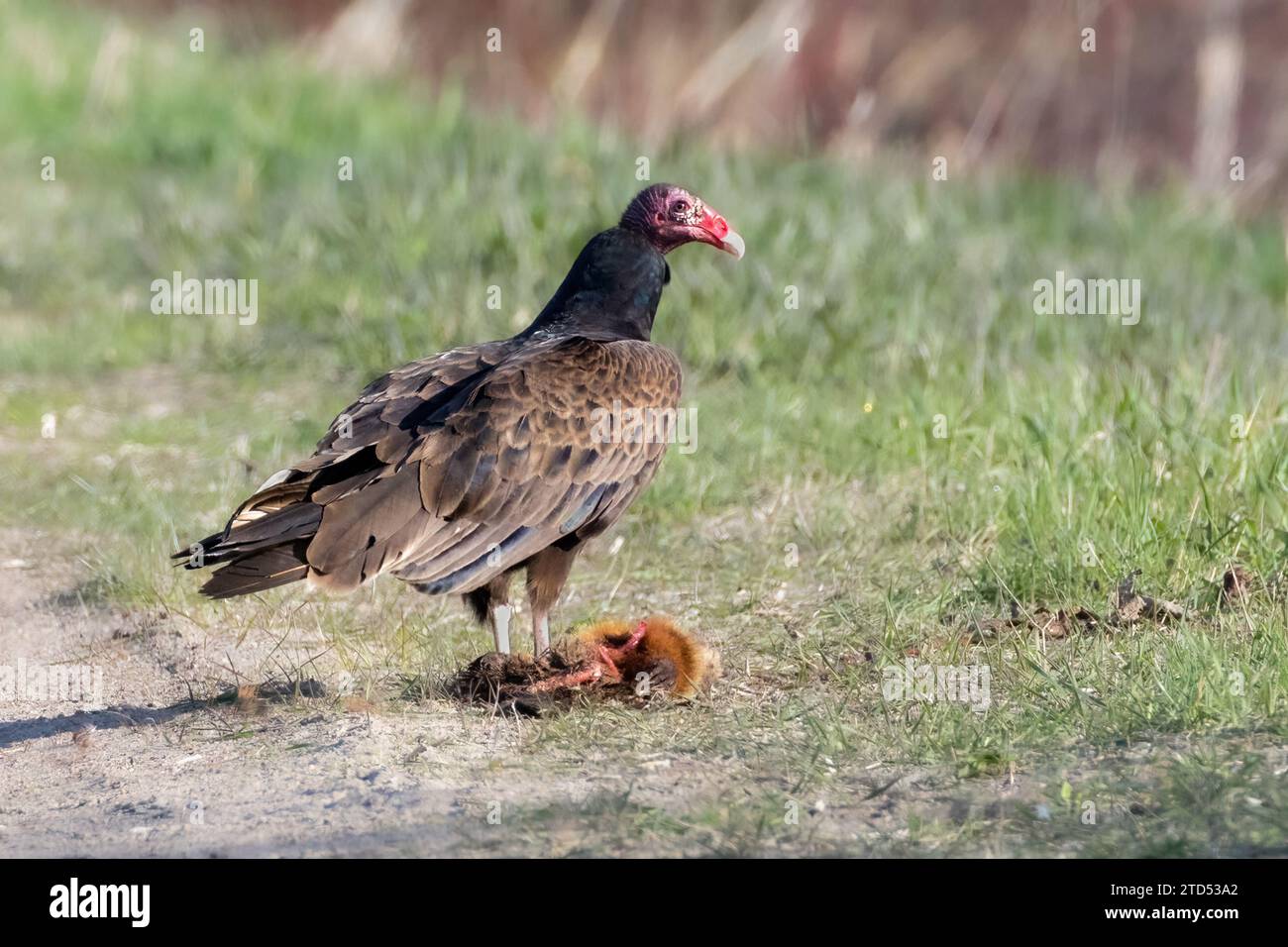 Closeup of Turkey Vulture feeding on dead muskrat flesh Stock Photo - Alamy