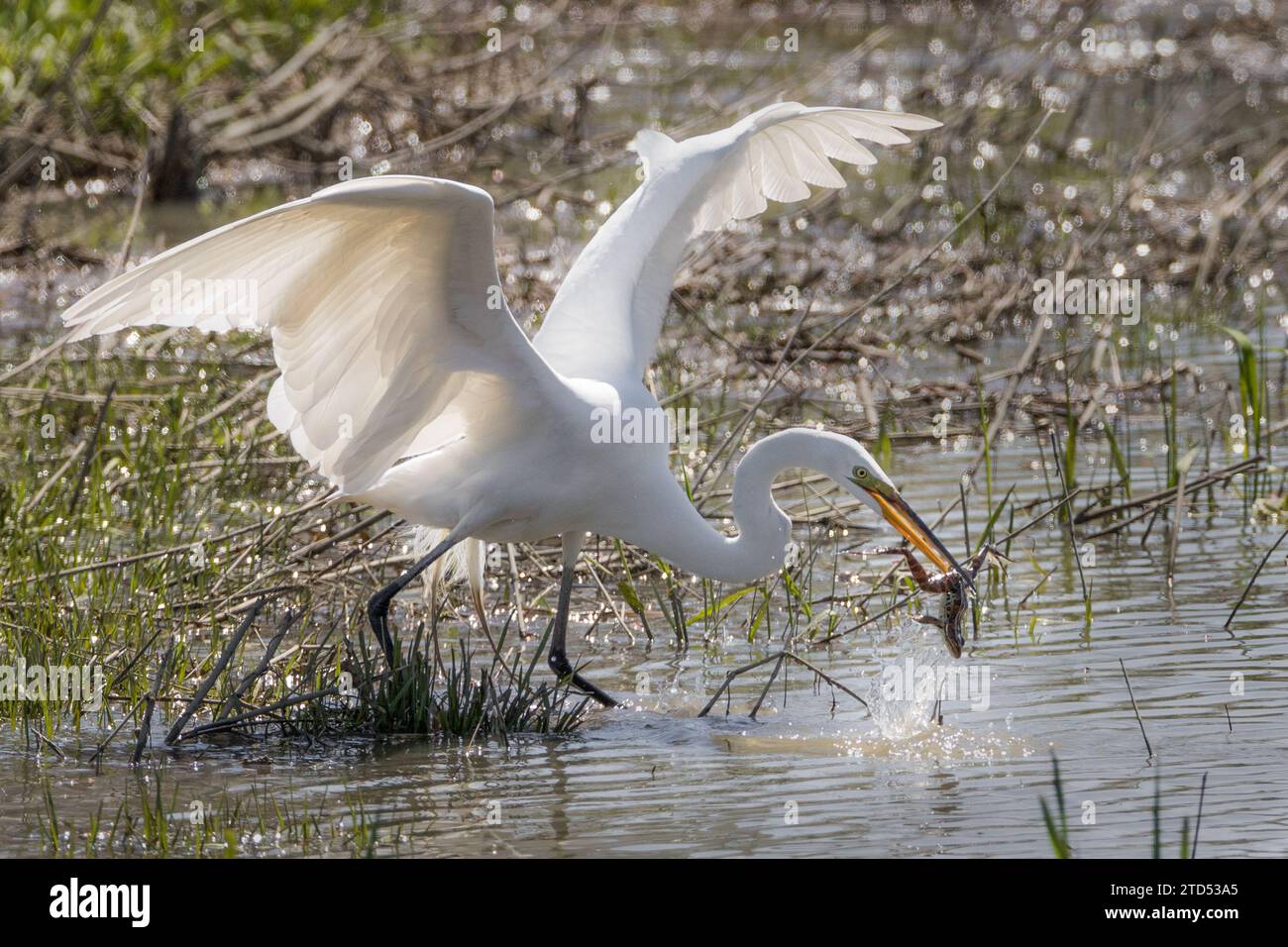 White Great Egret catching a frog in a big water splash Stock Photo - Alamy