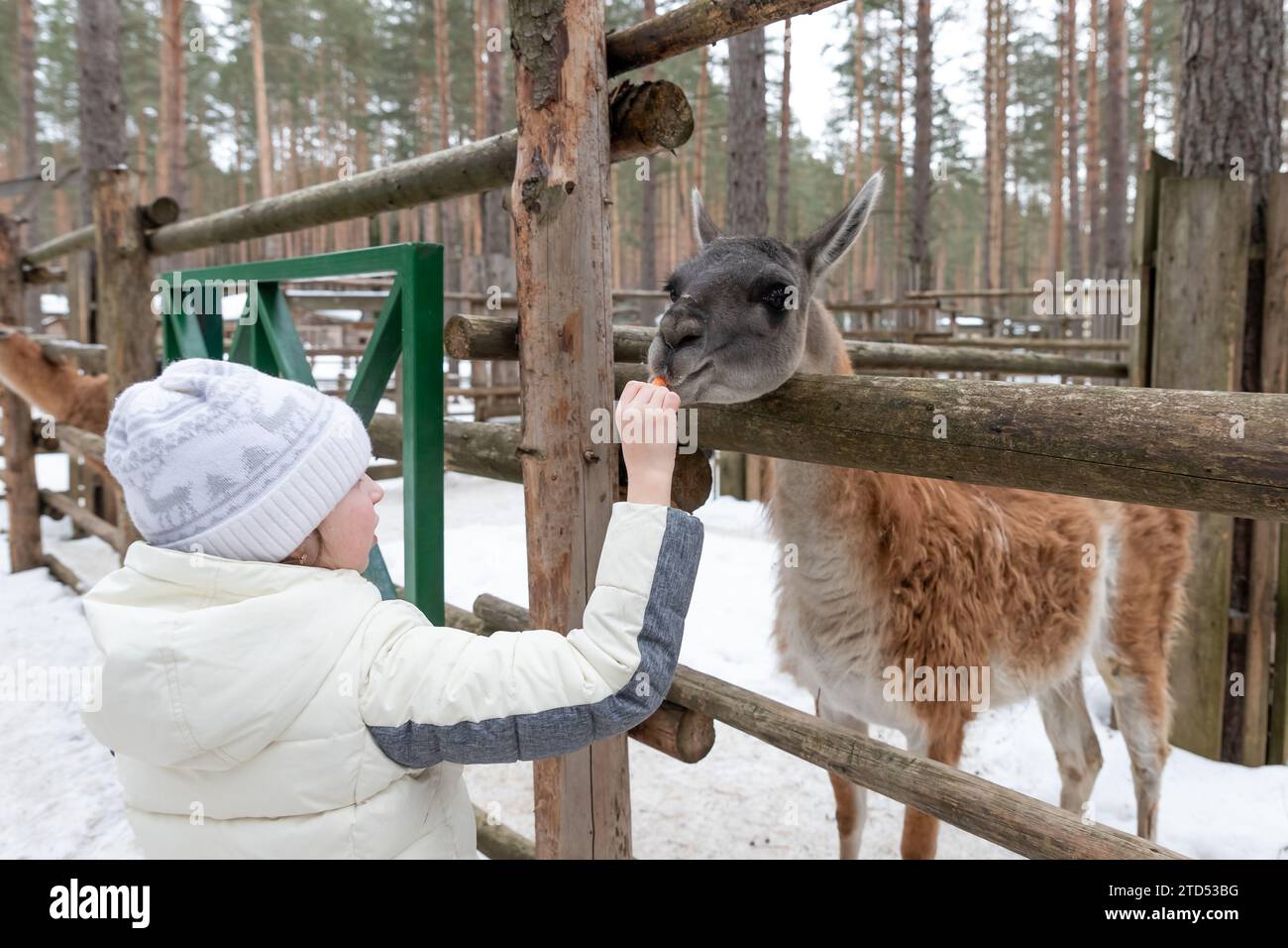 Young european woman feeding fluffy furry alpacas lama. Happy excited ...