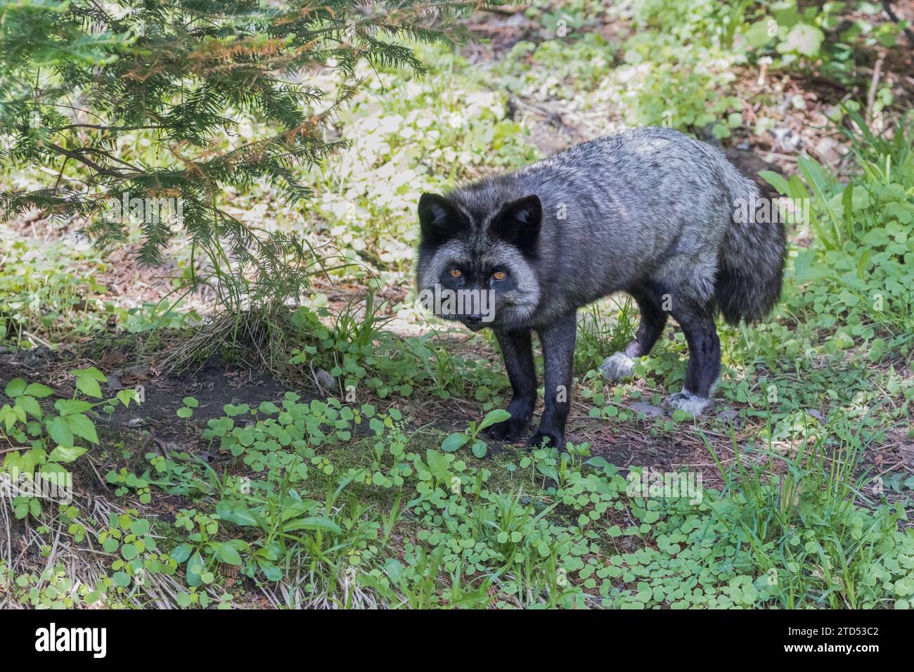 Silver fox hi-res stock photography and images - Alamy