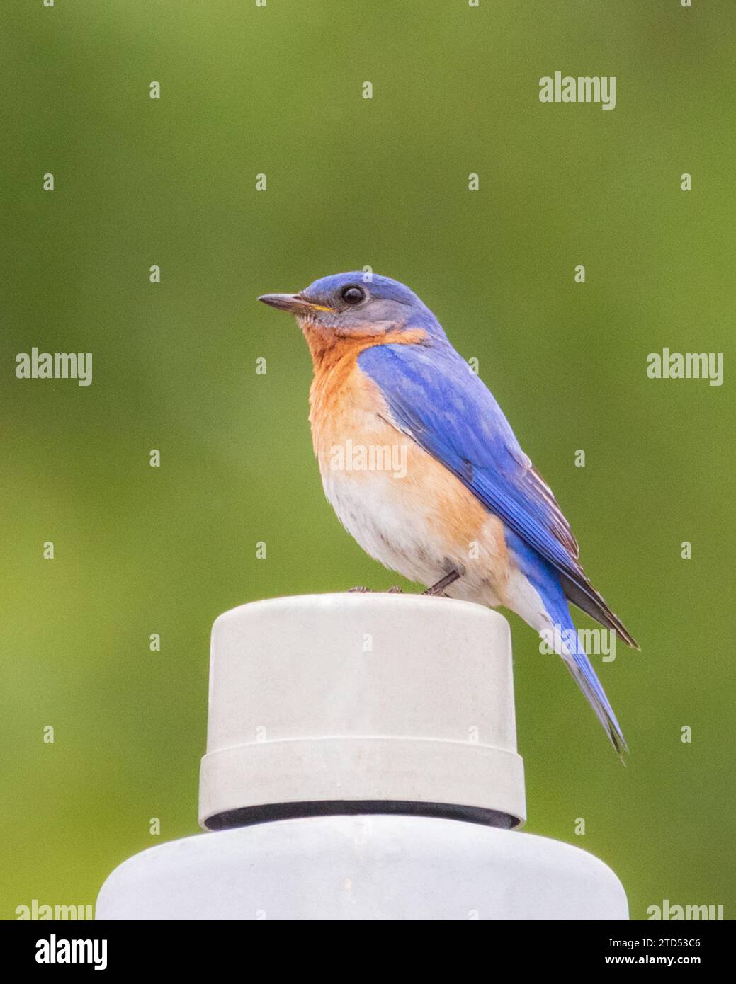 Male eastern bluebird hi-res stock photography and images - Alamy