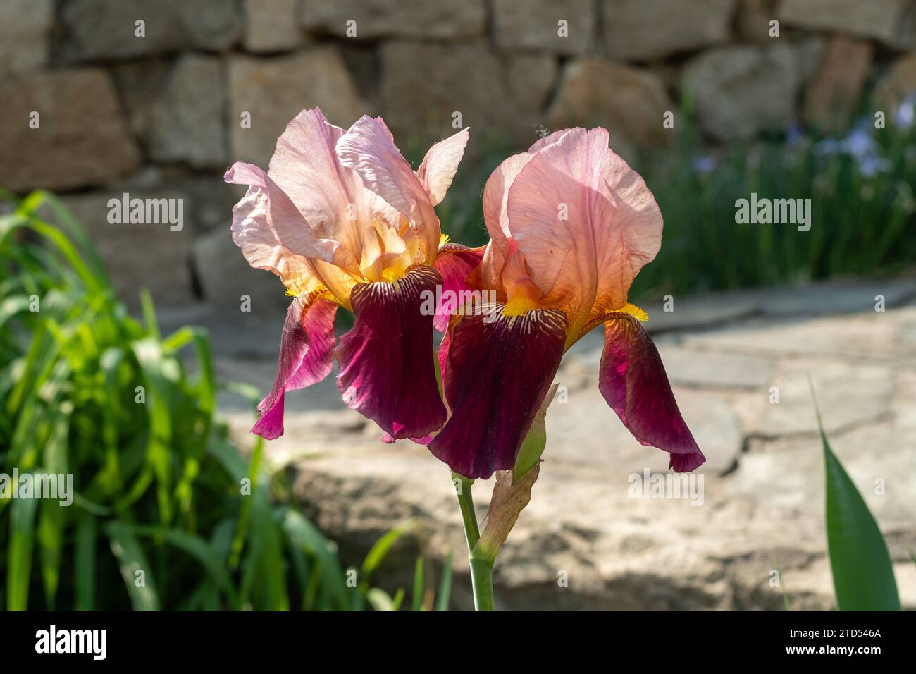 Germanica iris hi-res stock photography and images - Alamy
