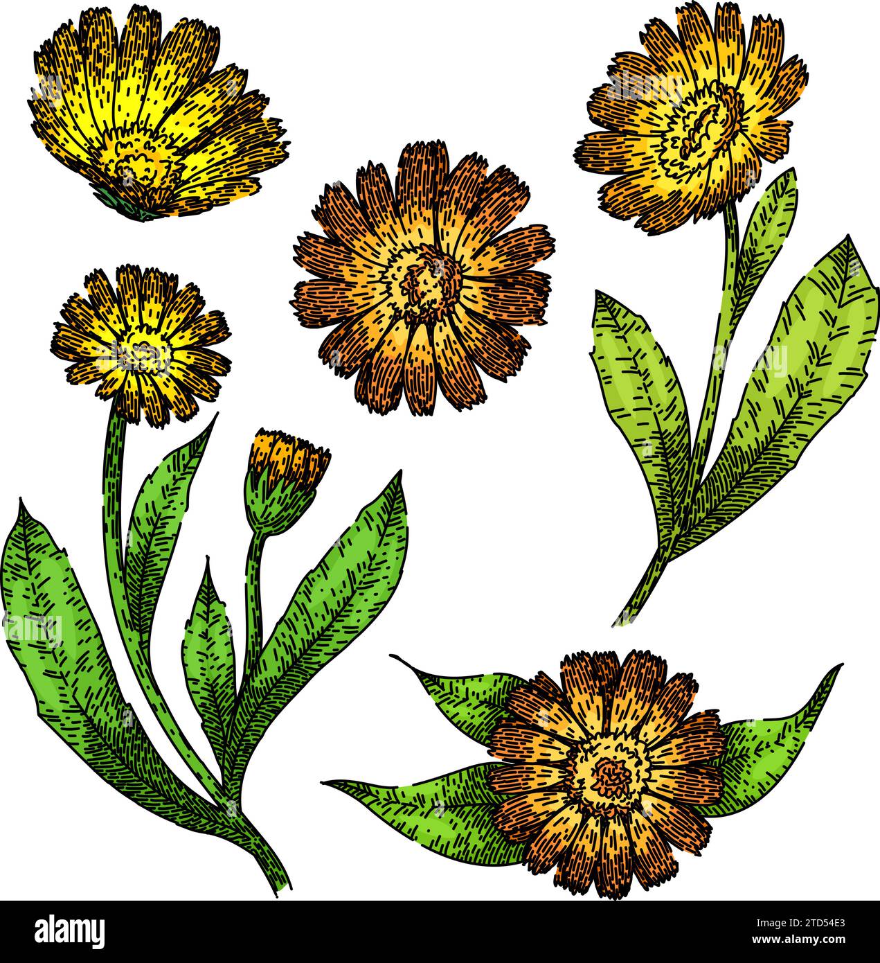 calendula set sketch hand drawn vector Stock Vector Image & Art - Alamy
