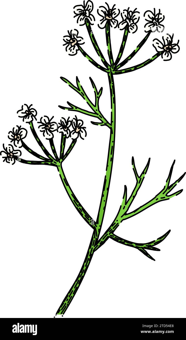 ingredient cumin sketch hand drawn vector Stock Vector Image & Art - Alamy