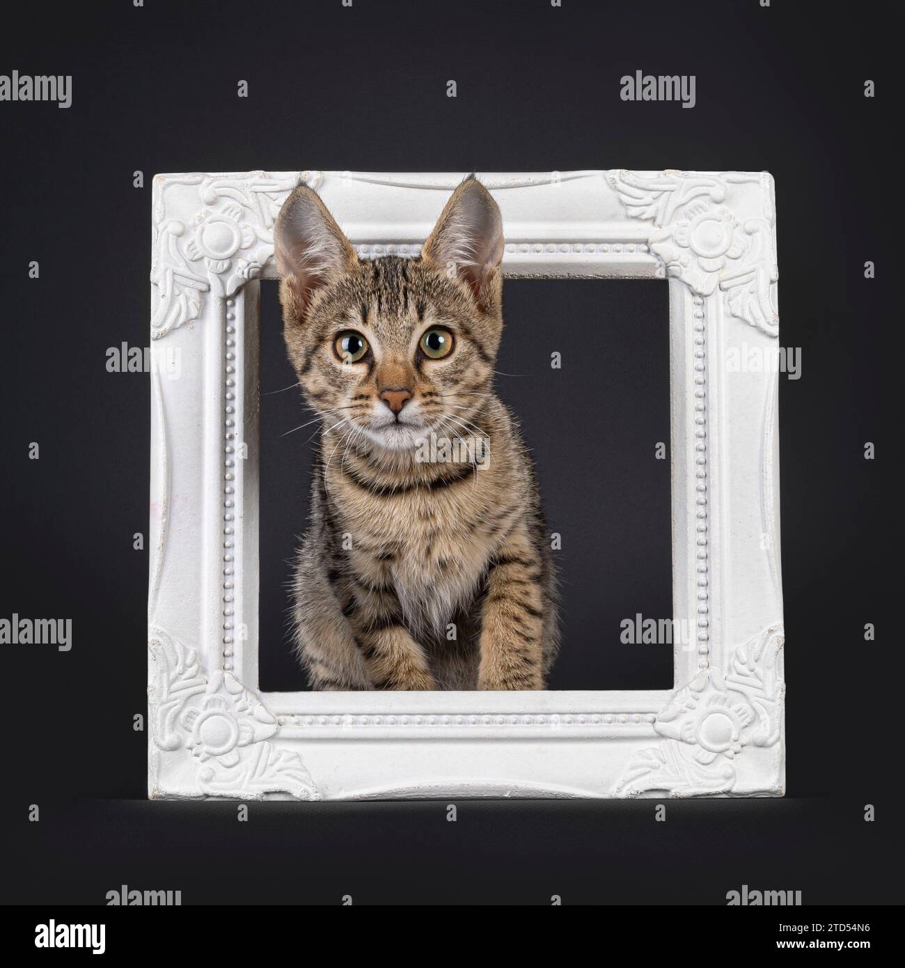 Black tabby spotted cat kitten, sitting throught white picture frame ...