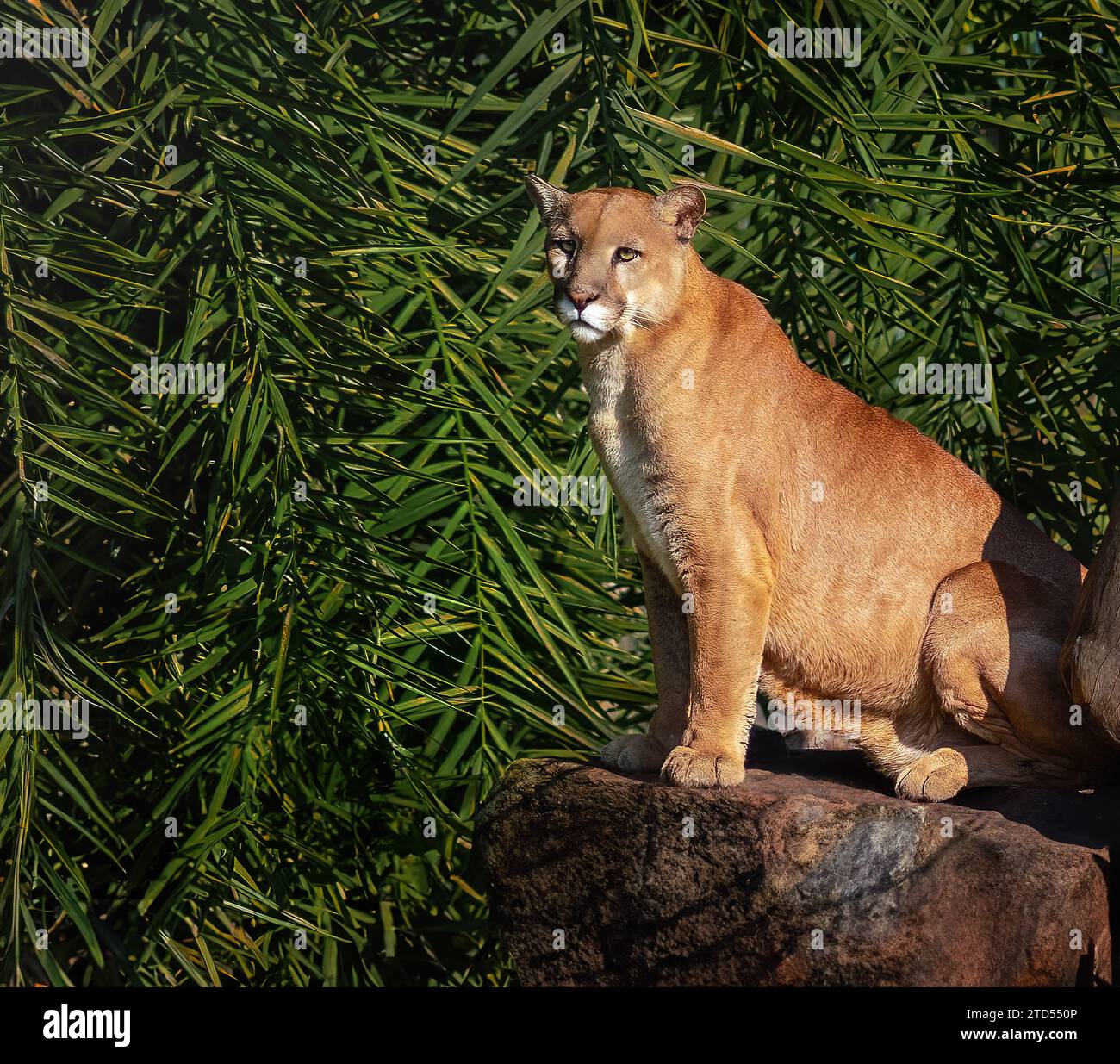 Puma concolor hi-res stock photography and images - Alamy