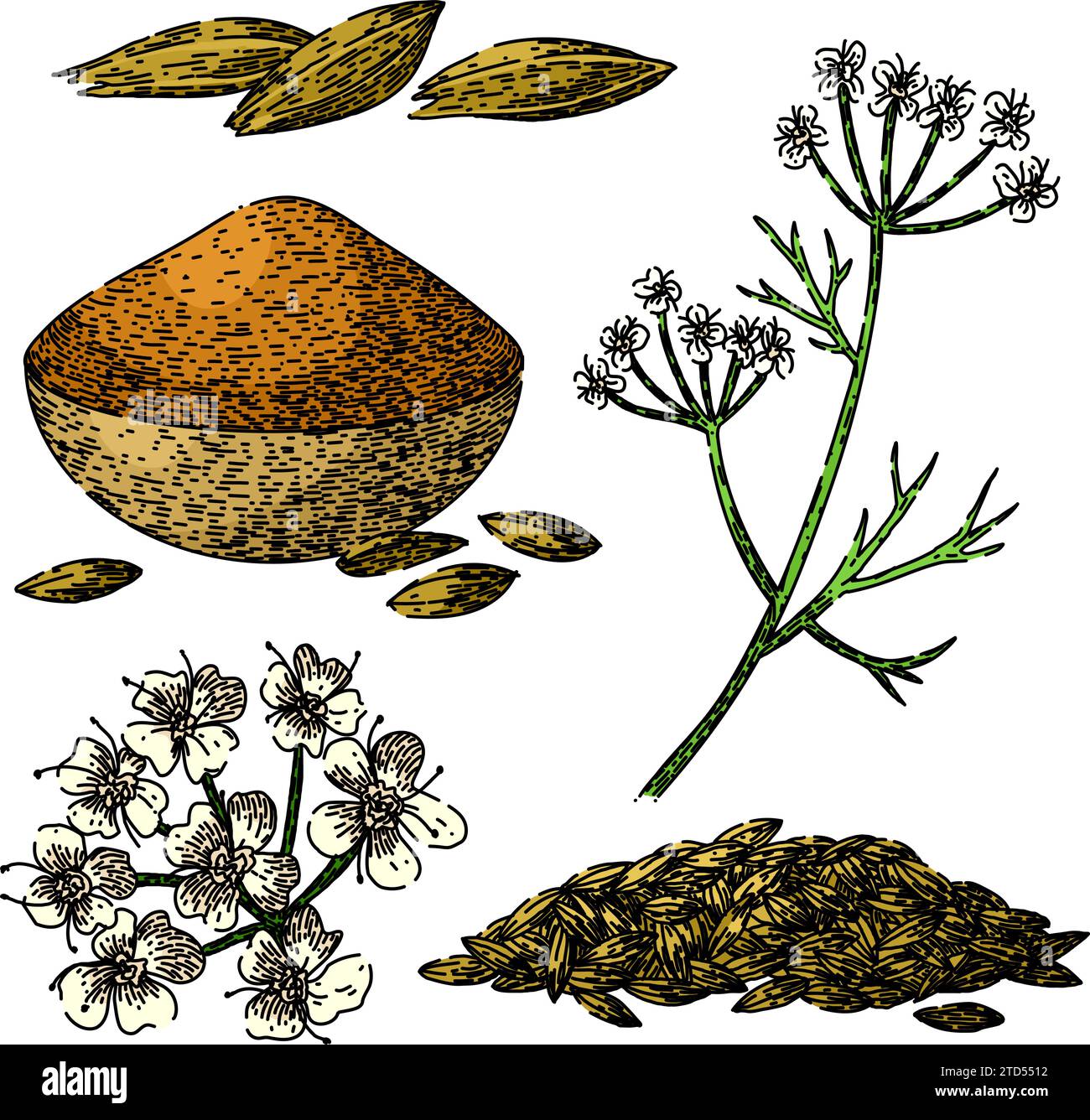 cumin set sketch hand drawn vector Stock Vector Image & Art - Alamy