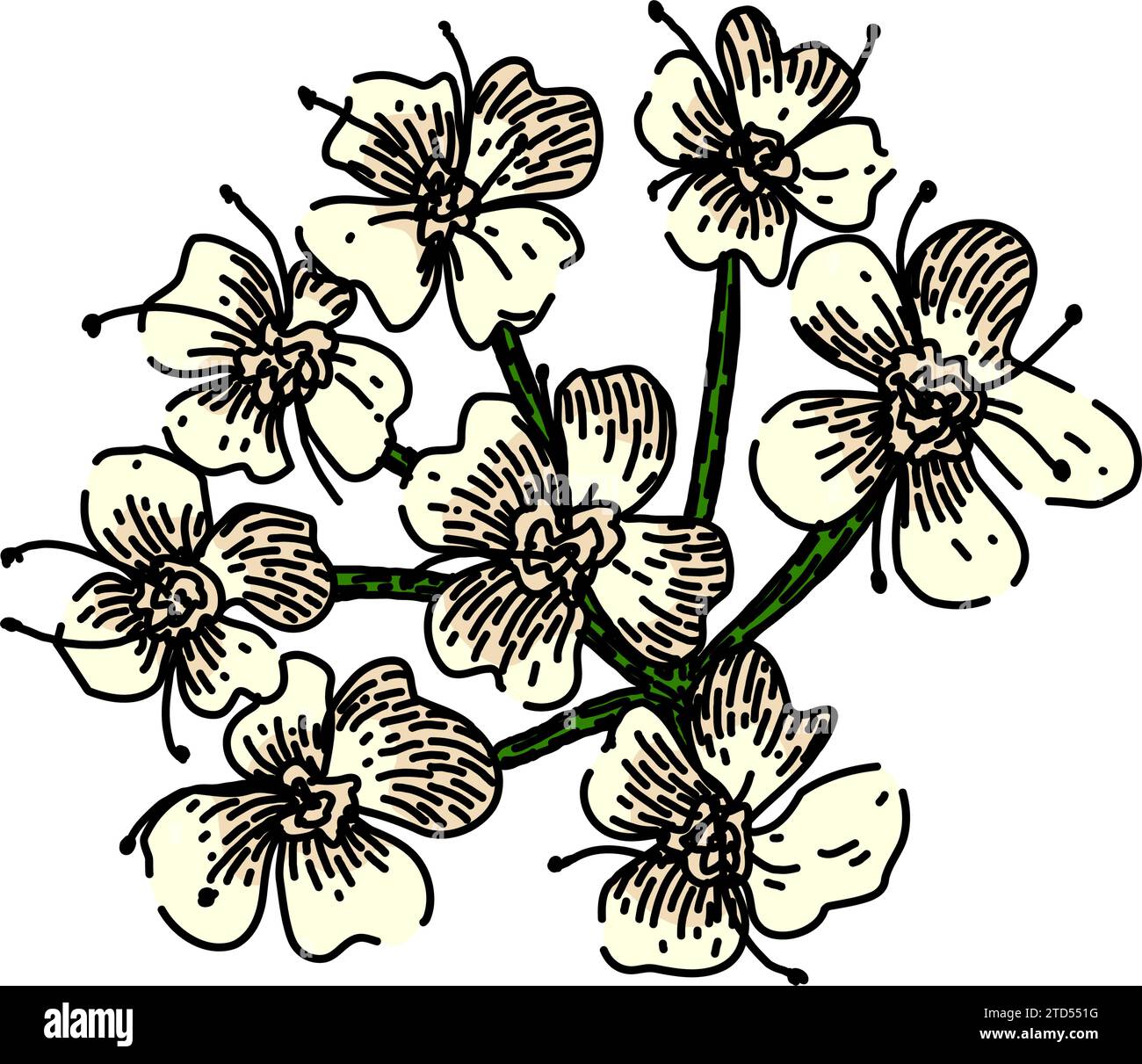 food cumin sketch hand drawn vector Stock Vector Image & Art - Alamy