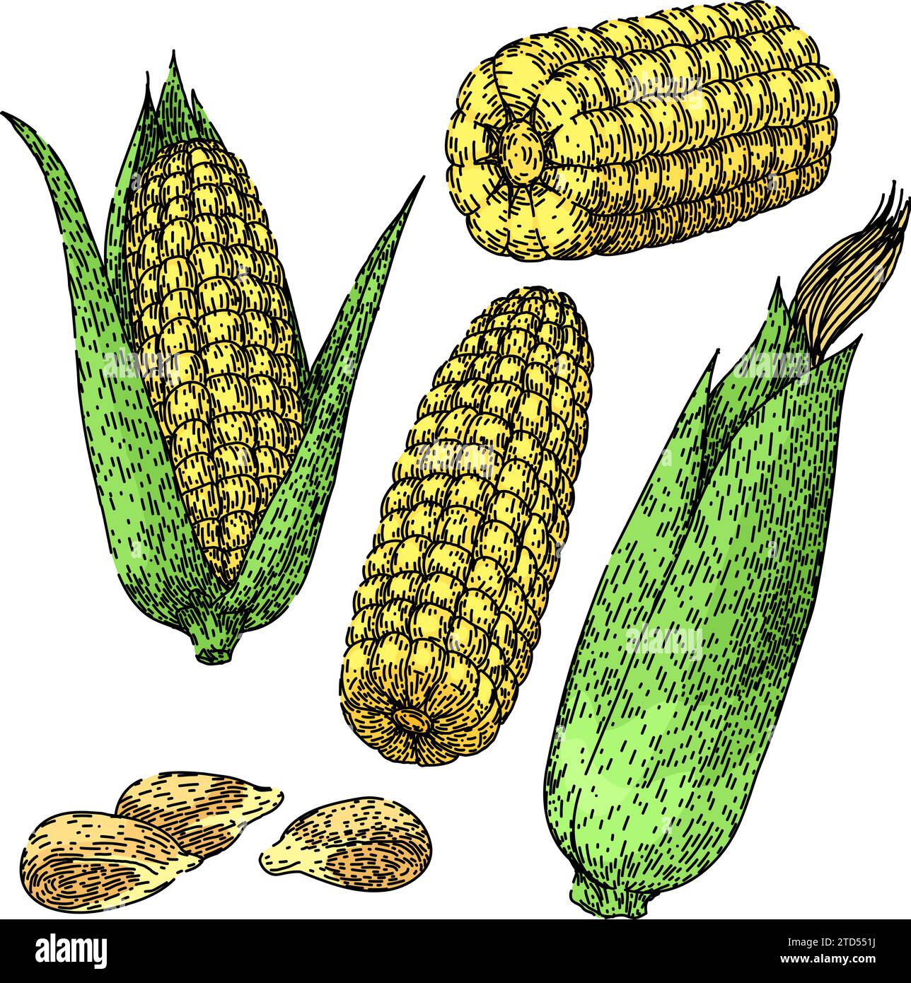 corn set sketch hand drawn vector Stock Vector Image & Art - Alamy