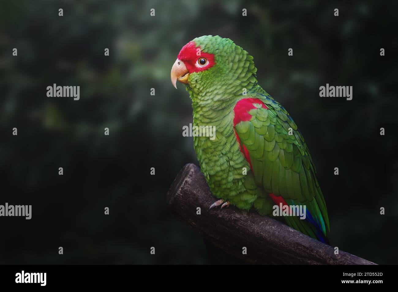 Red-spectacled Amazon Parrot (Amazona pretrei Stock Photo - Alamy