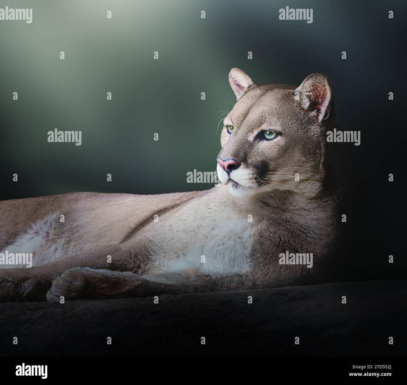 Cougar Laying Down (Puma concolor) also known as Mountain Lion Stock ...
