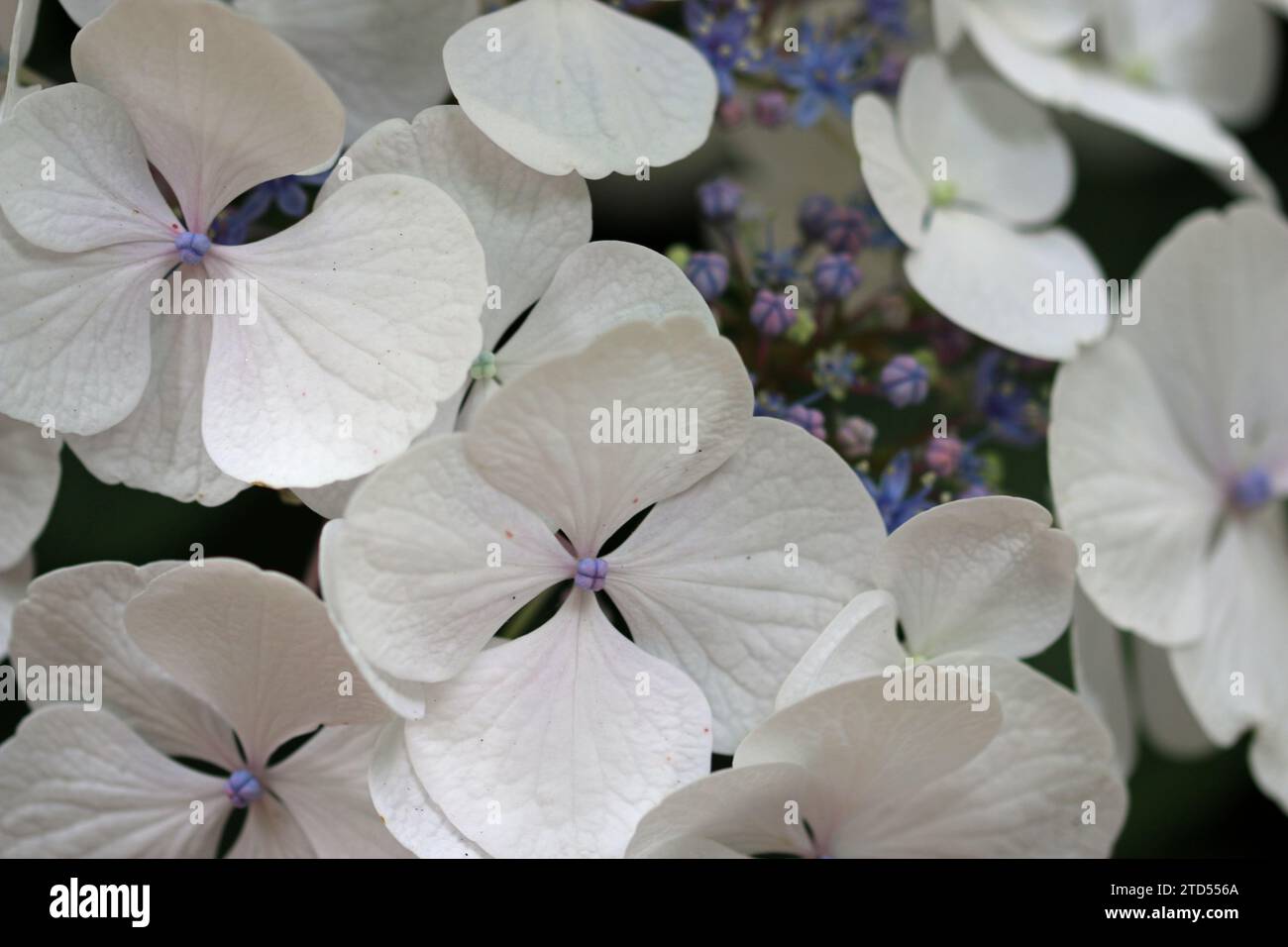White lacecap Hydrangea, of unknown species and variety, flowers in ...