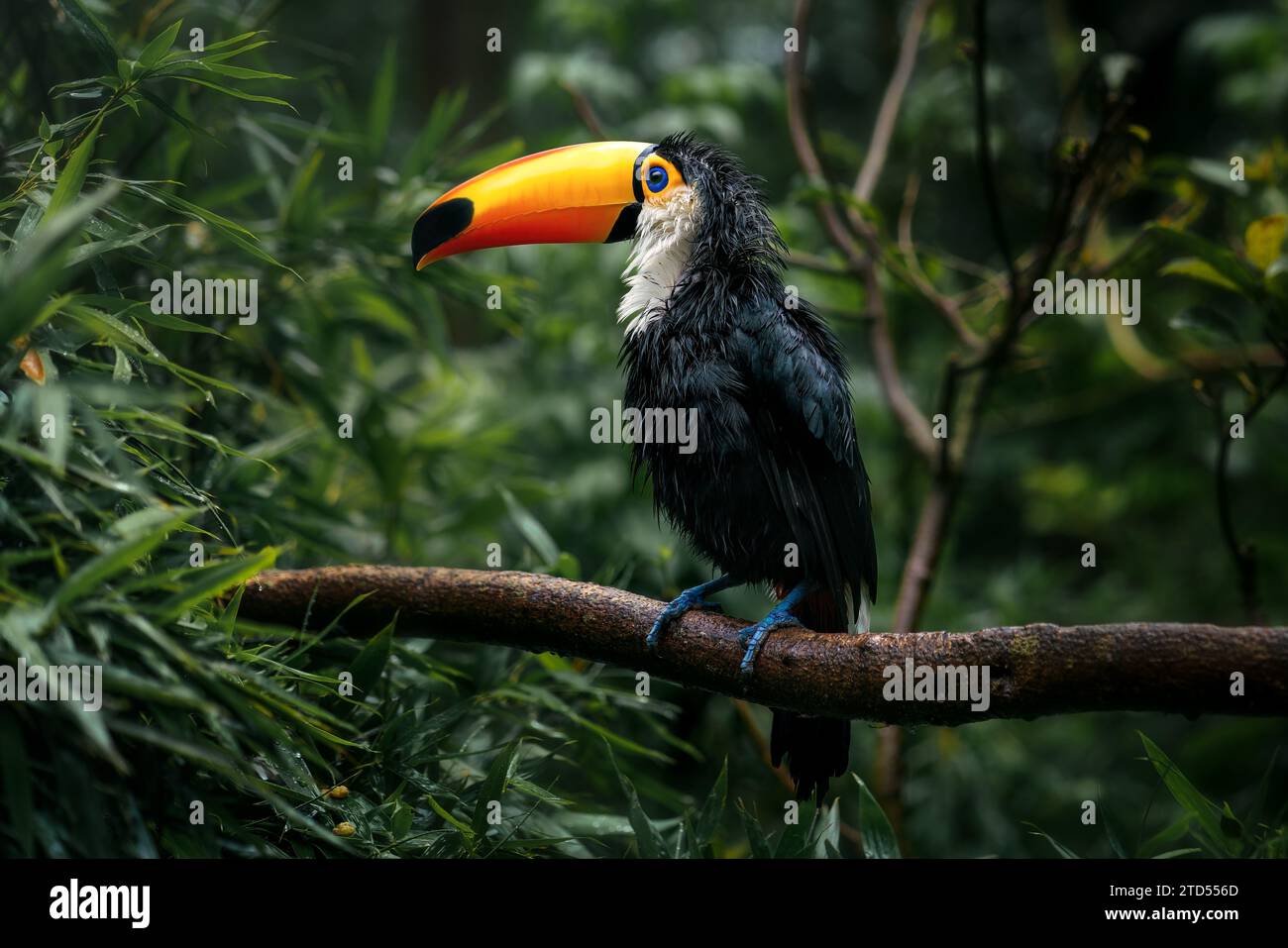 Toco toucan hi-res stock photography and images - Alamy