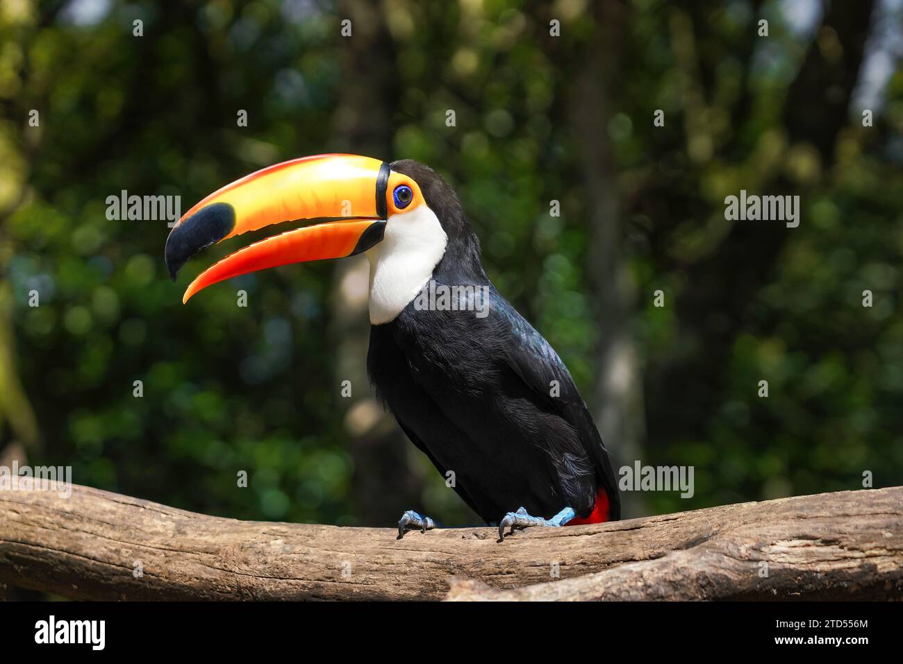 Toco toucan eating hi-res stock photography and images - Alamy