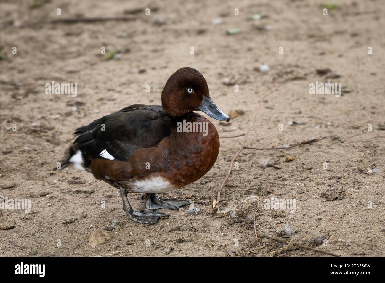 Ferruginous Duck - Aythya nyroca, beautiful colored duck from Euroasian ...