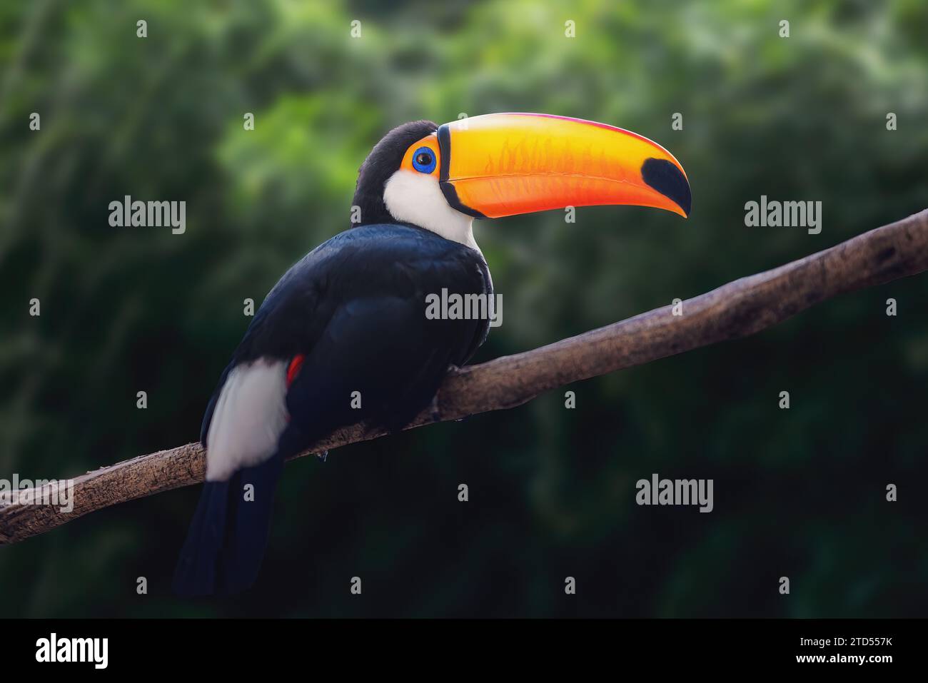 Wild toucan bird animal hi-res stock photography and images - Alamy
