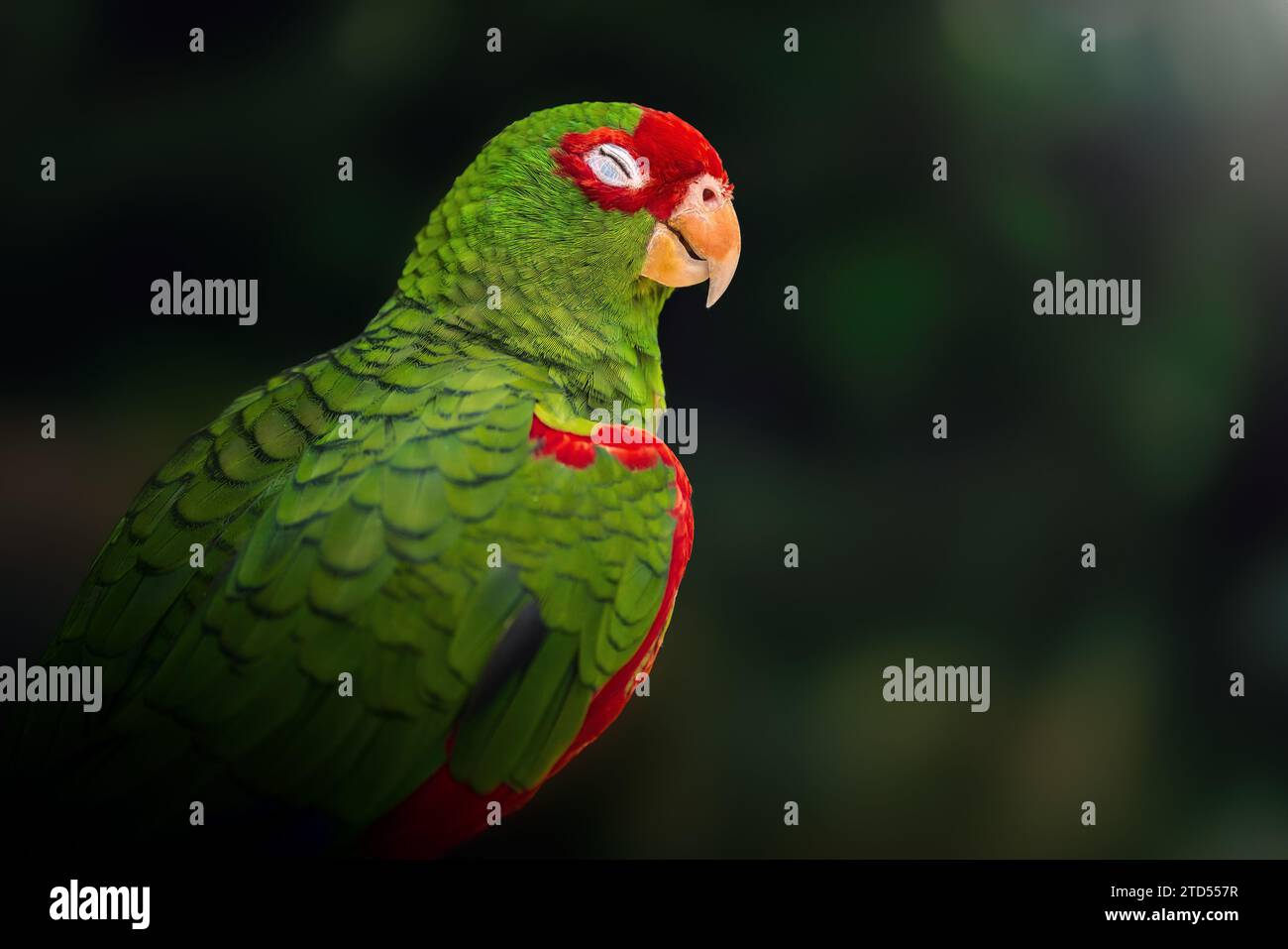 Red-spectacled Amazon Parrot with closed eyes (Amazona pretrei Stock ...