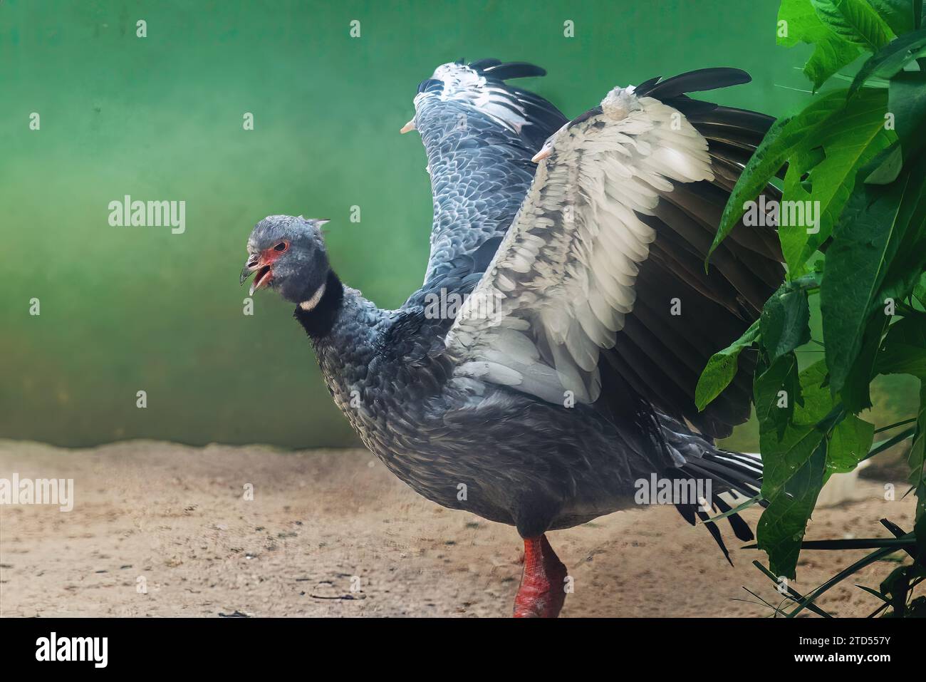 Screamer bird hi-res stock photography and images - Alamy