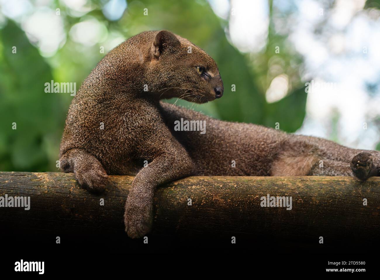Jaguarundi side portrait (Herpailurus yagouaroundi) - Central and South ...