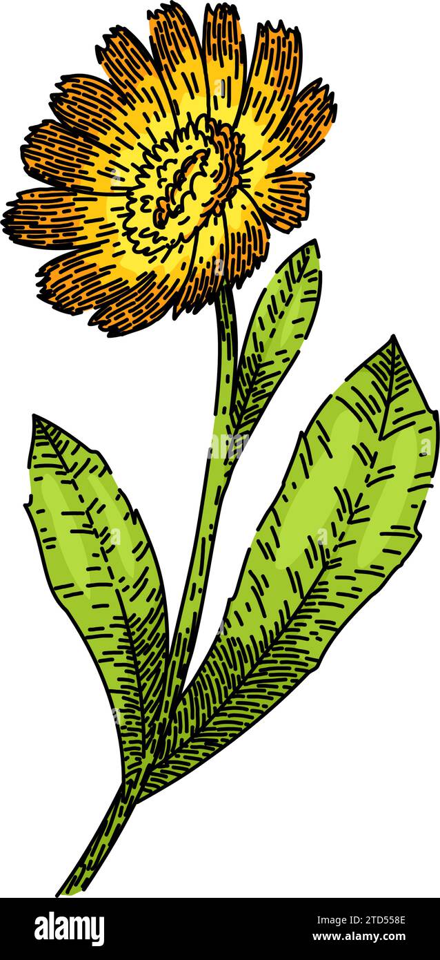 herb calendula sketch hand drawn vector Stock Vector Image & Art - Alamy
