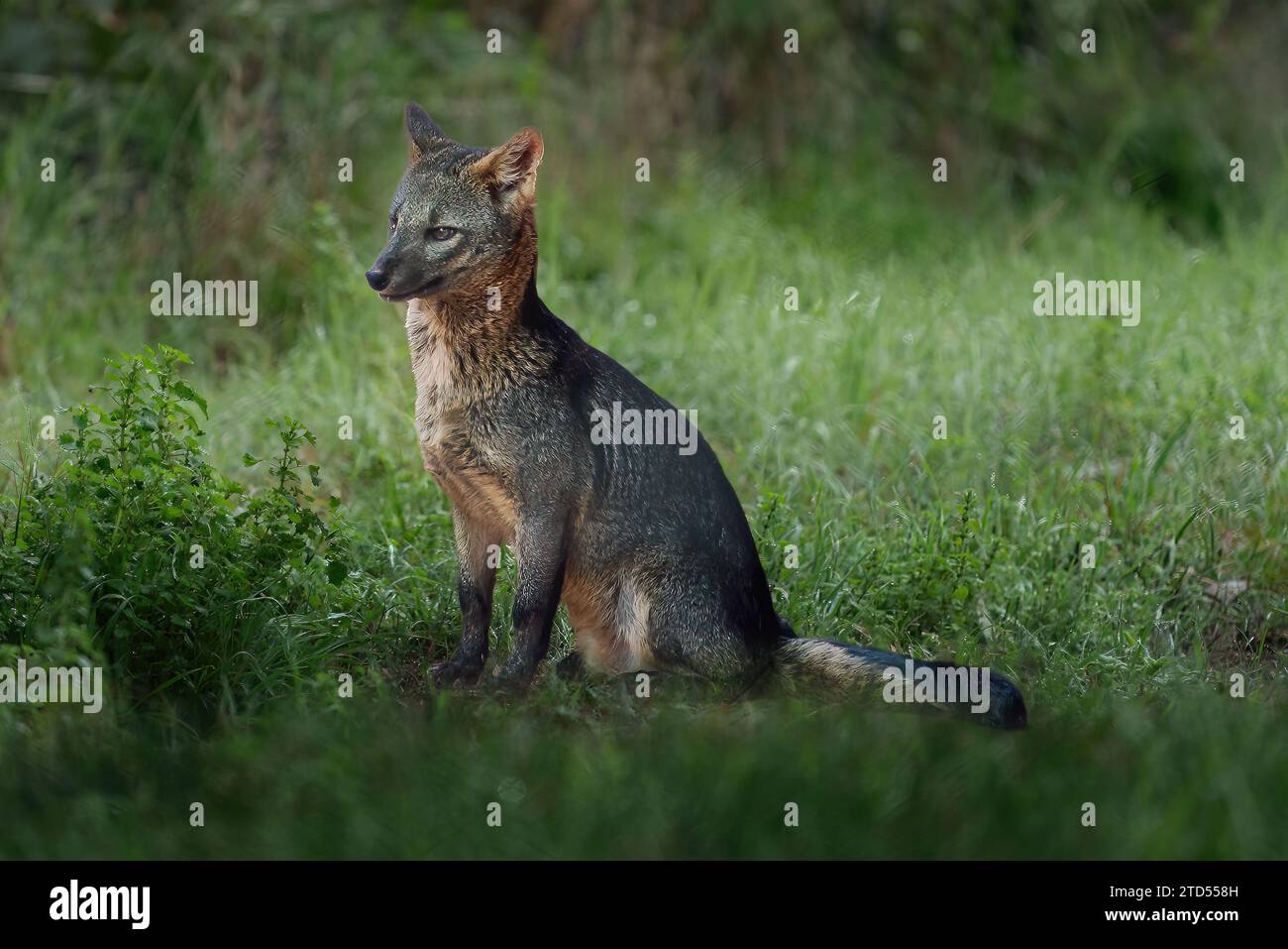 Crab-eating Fox (Cerdocyon thous) - South american canid Stock Photo ...