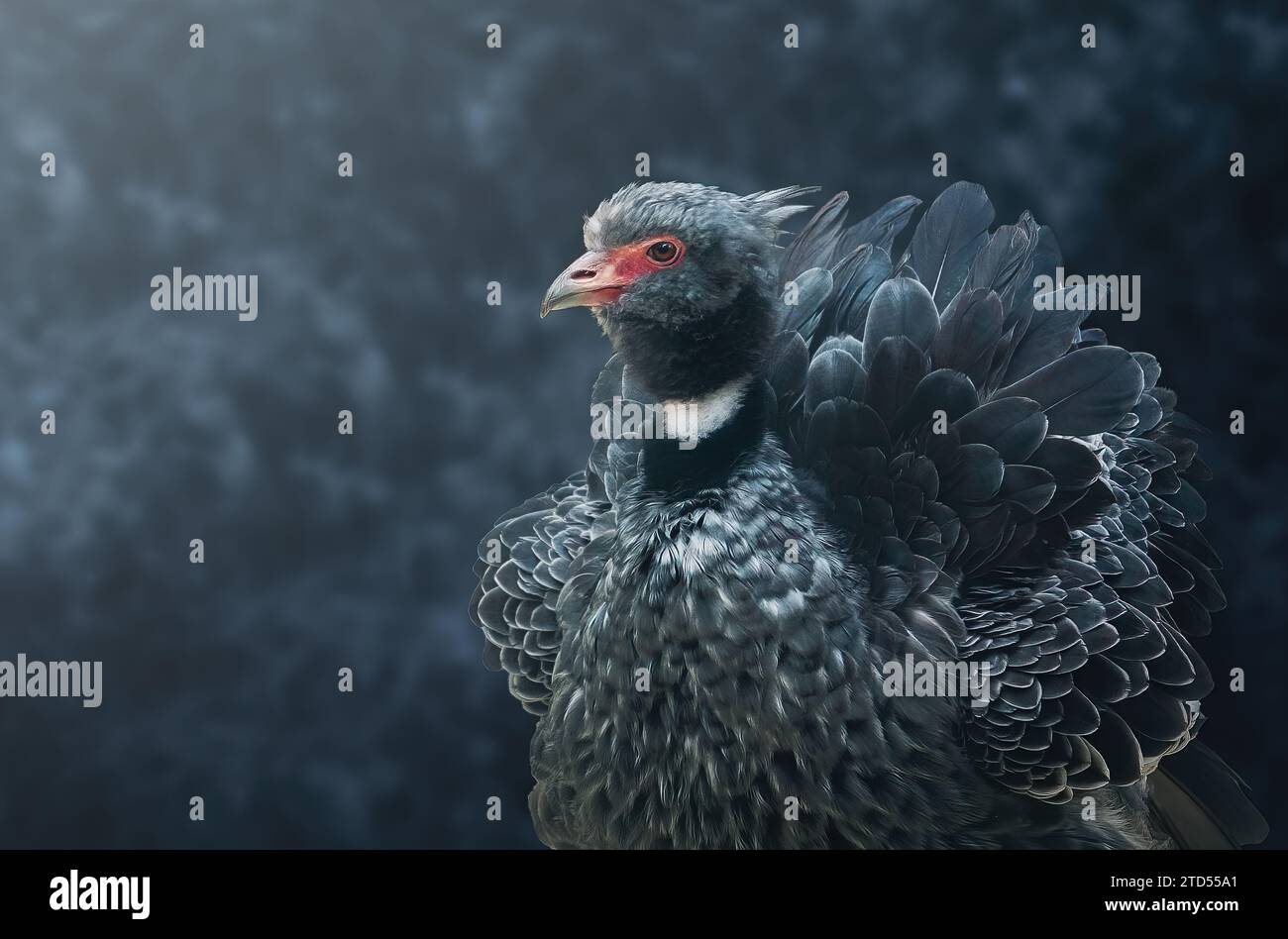 Southern Screamer (Chauna torquata) on a blue background Stock Photo ...