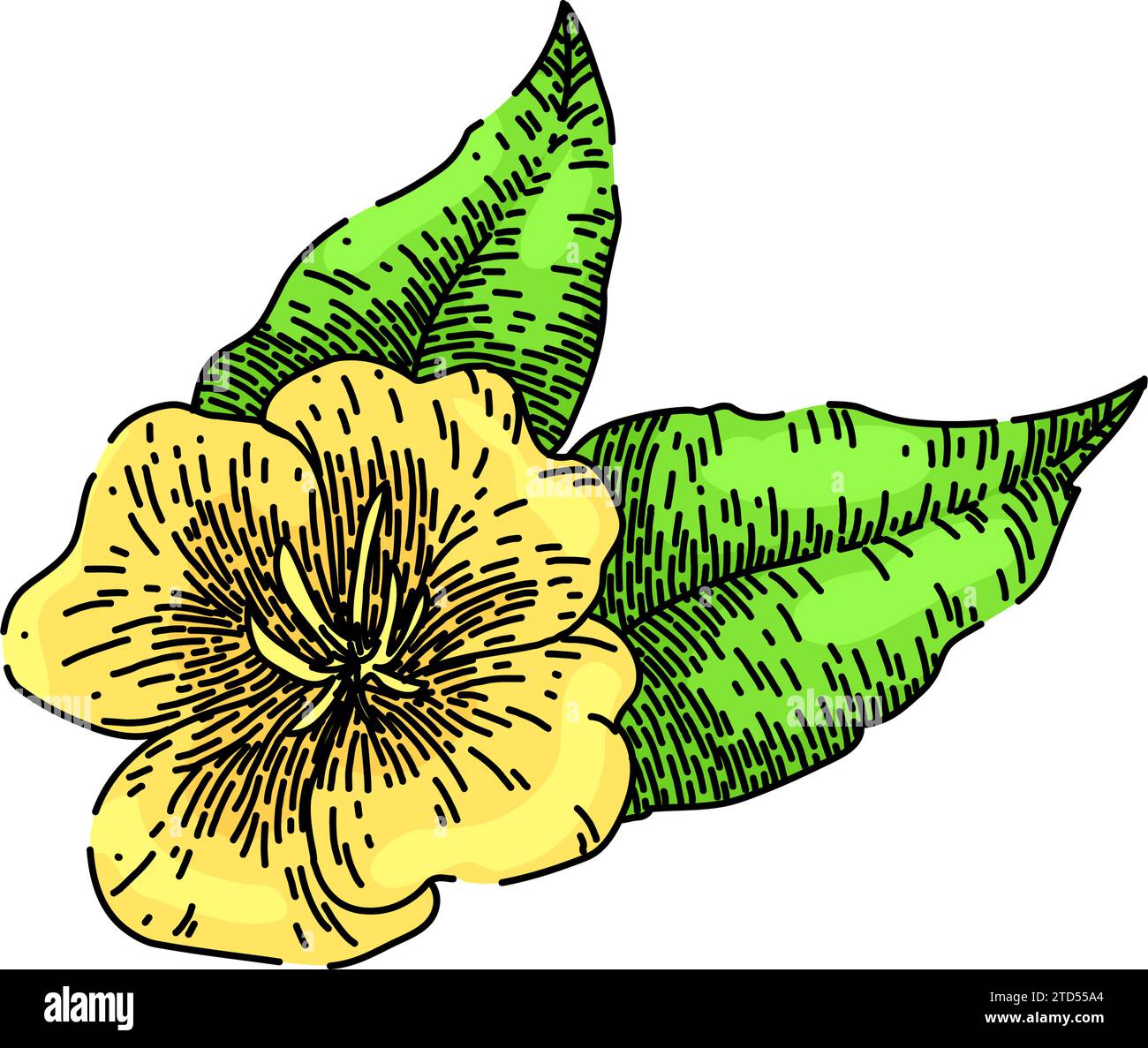 nature evening primrose sketch hand drawn vector Stock Vector Image ...