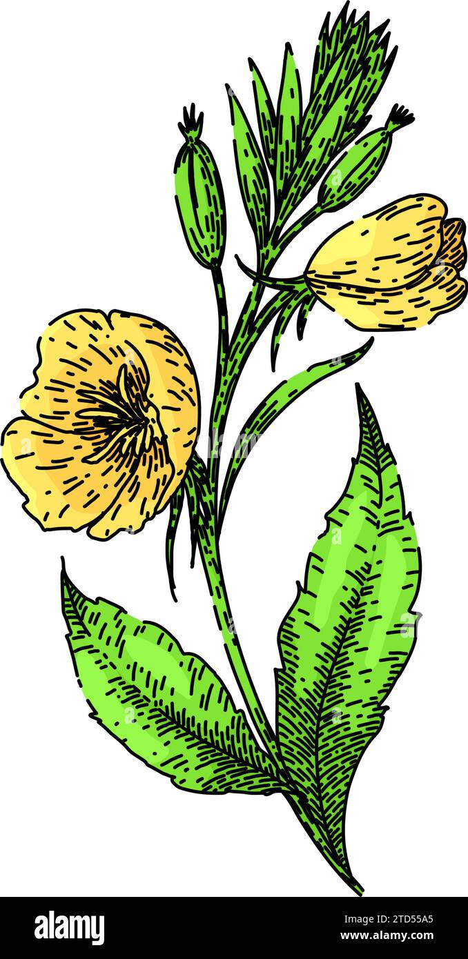 Primrose yellow flower Stock Vector Images - Alamy