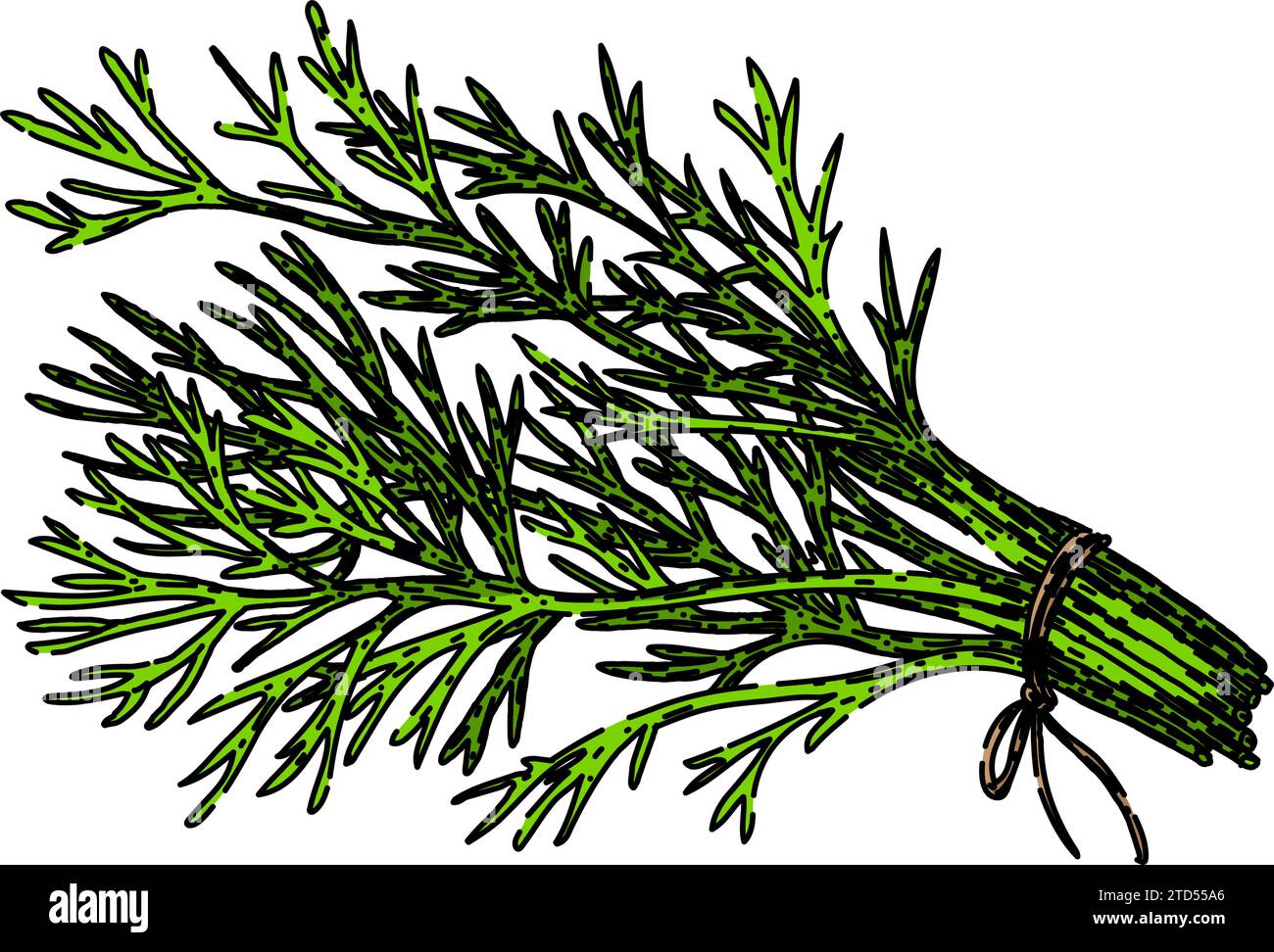 Plant Dill Sketch Hand Drawn Vector Stock Vector Image And Art Alamy
