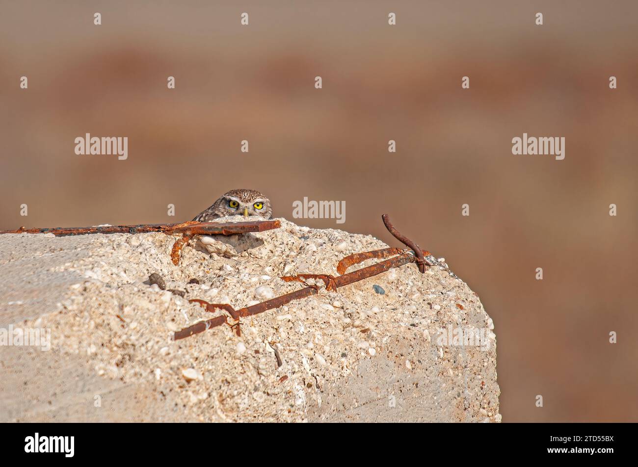 Little Owl (Athene noctua) hiding behind a pile of construction rubble ...