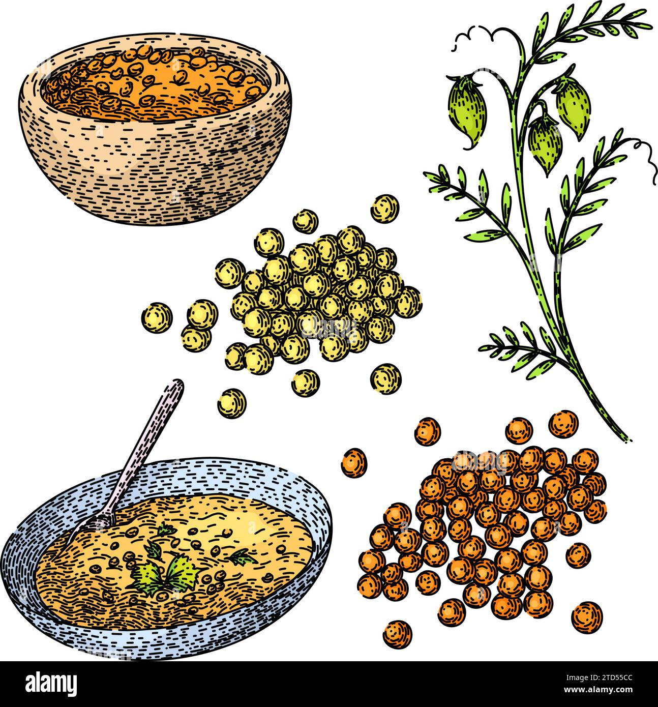lentils set sketch hand drawn vector Stock Vector Image & Art - Alamy