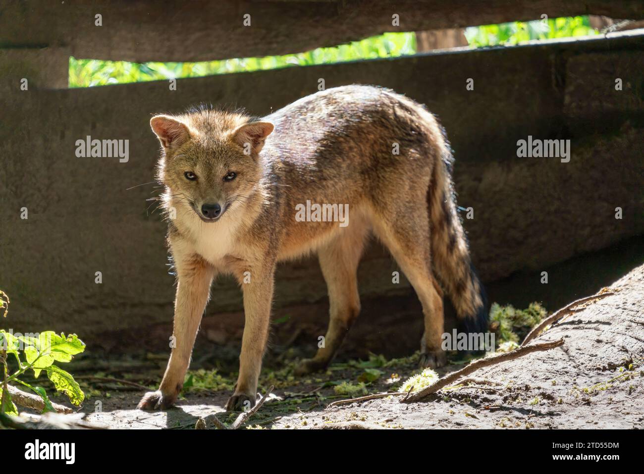 Crab-eating Fox (Cerdocyon thous) - South american canid Stock Photo ...