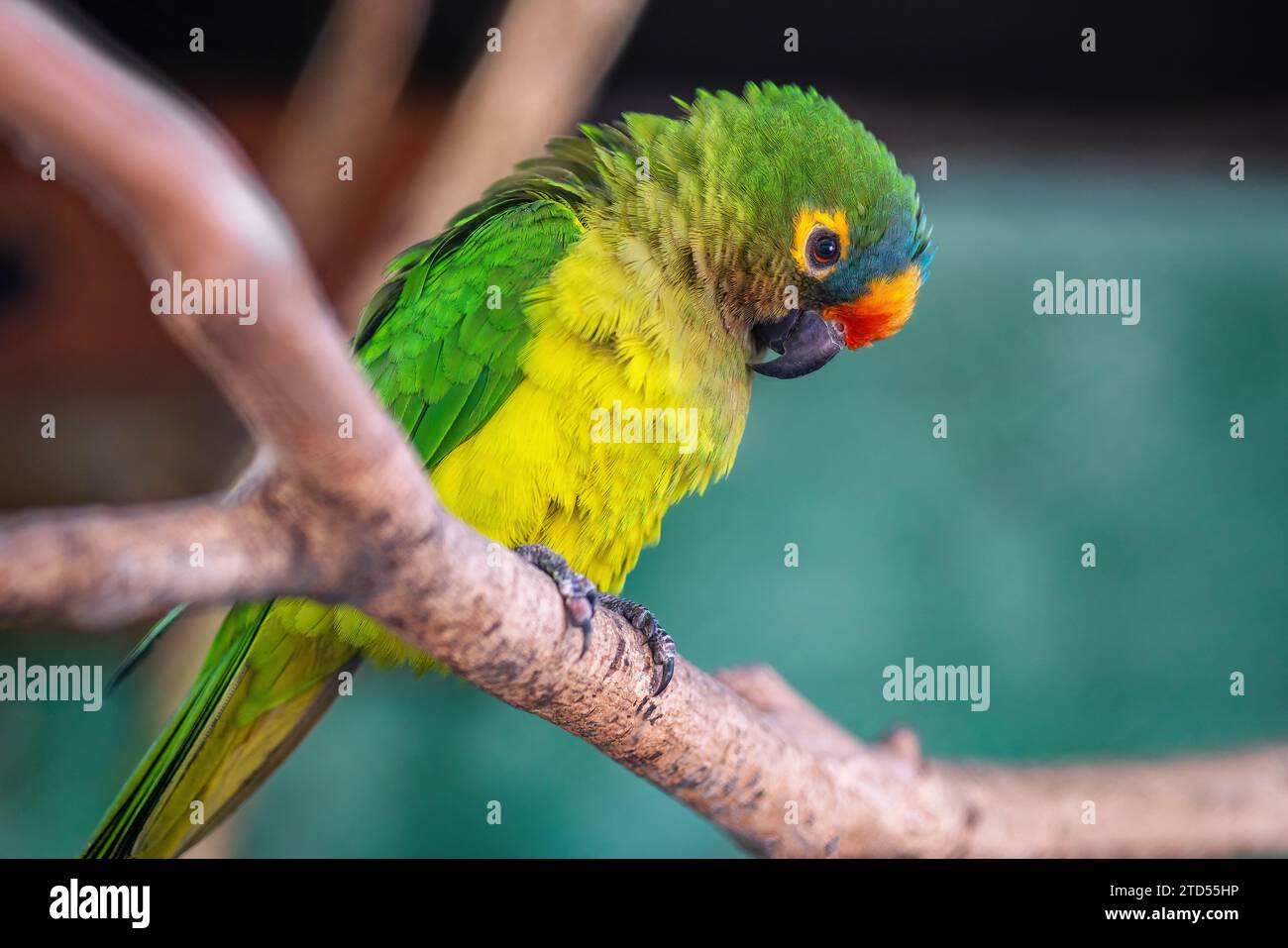 Peach-fronted Parakeet bird (Eupsittula aurea Stock Photo - Alamy