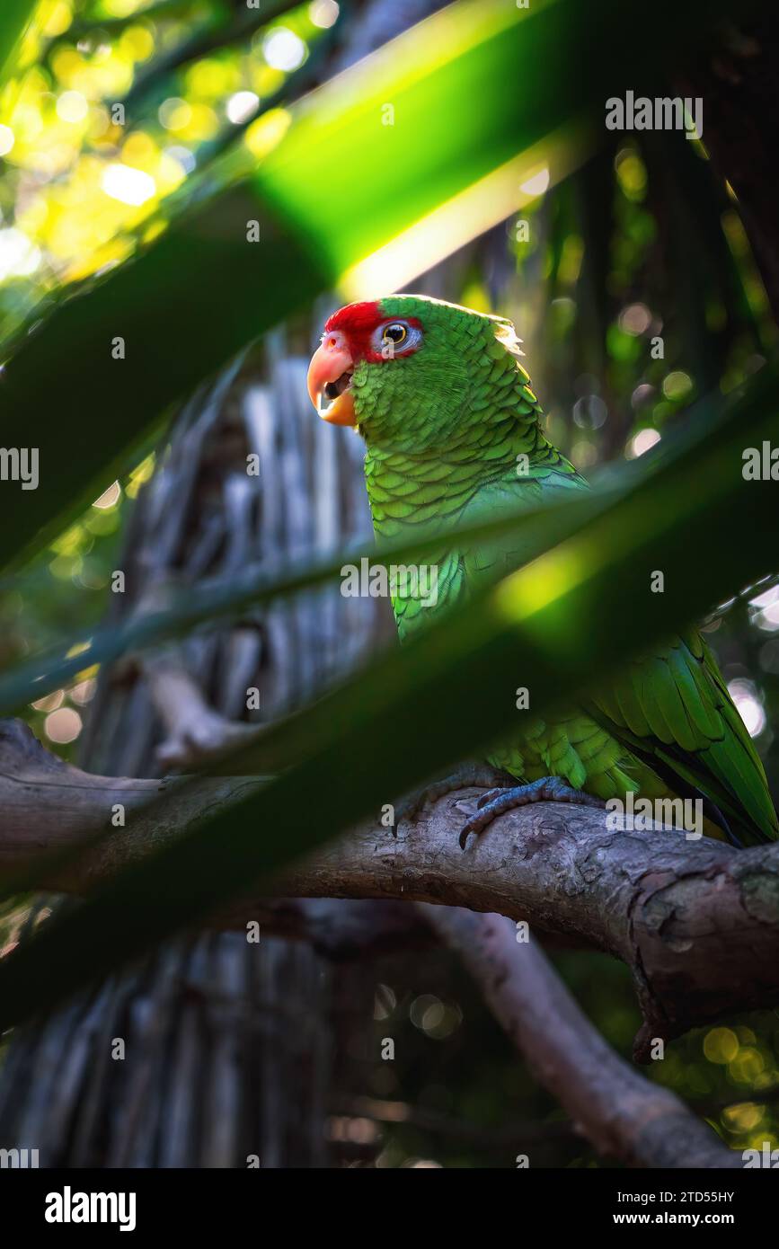 Red spectacled amazon hi-res stock photography and images - Alamy